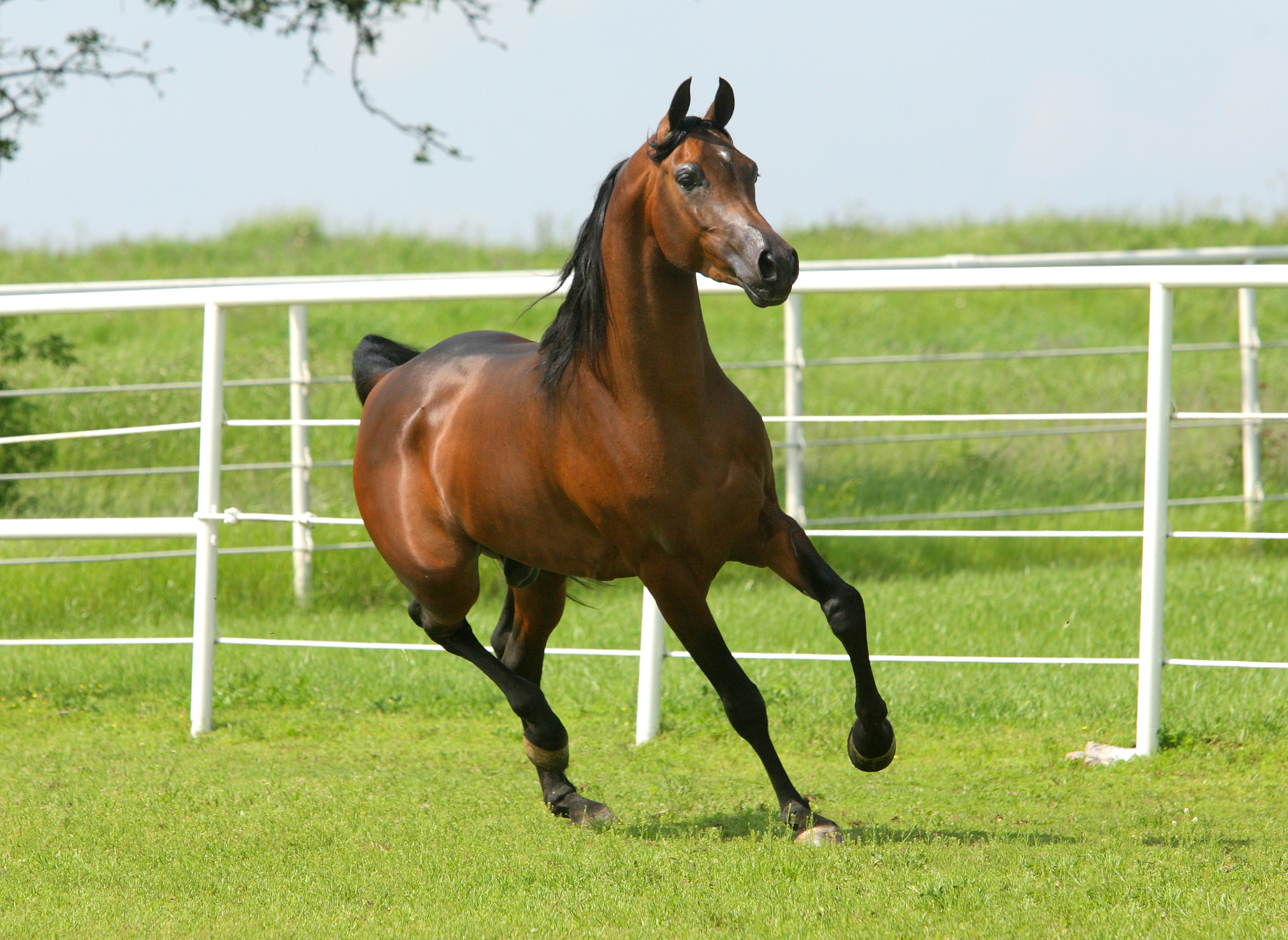 Animal Horse HD Wallpaper