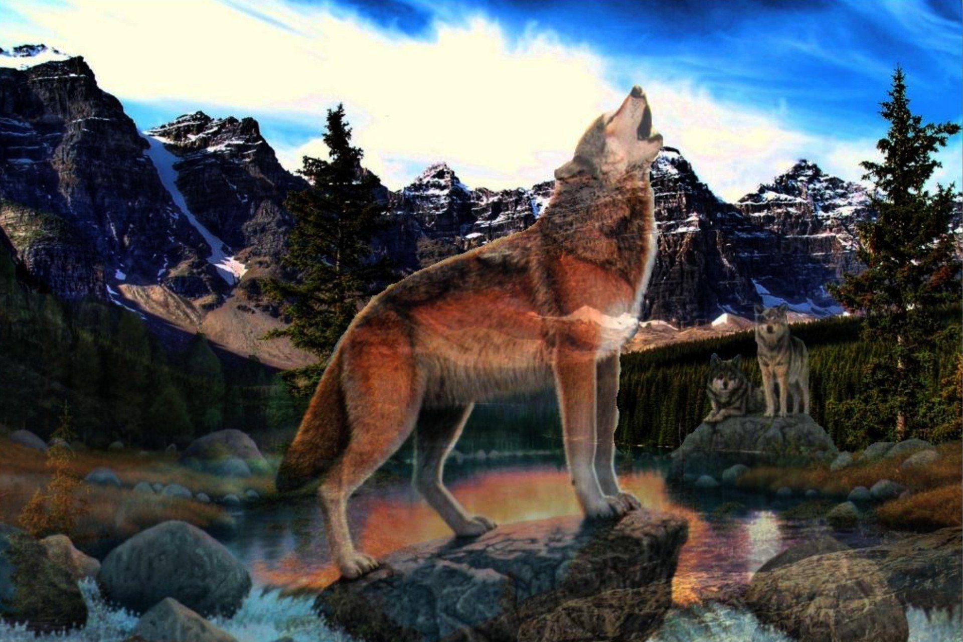 Majestic Wolf Howling - HD Wallpaper