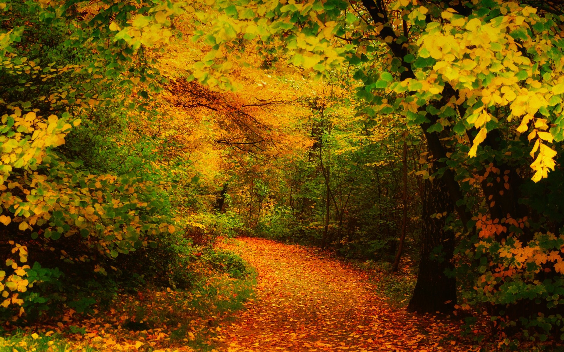 Golden Autumn Pathway: Vibrant Fall Nature HD Wallpaper | 1920x1200 ...