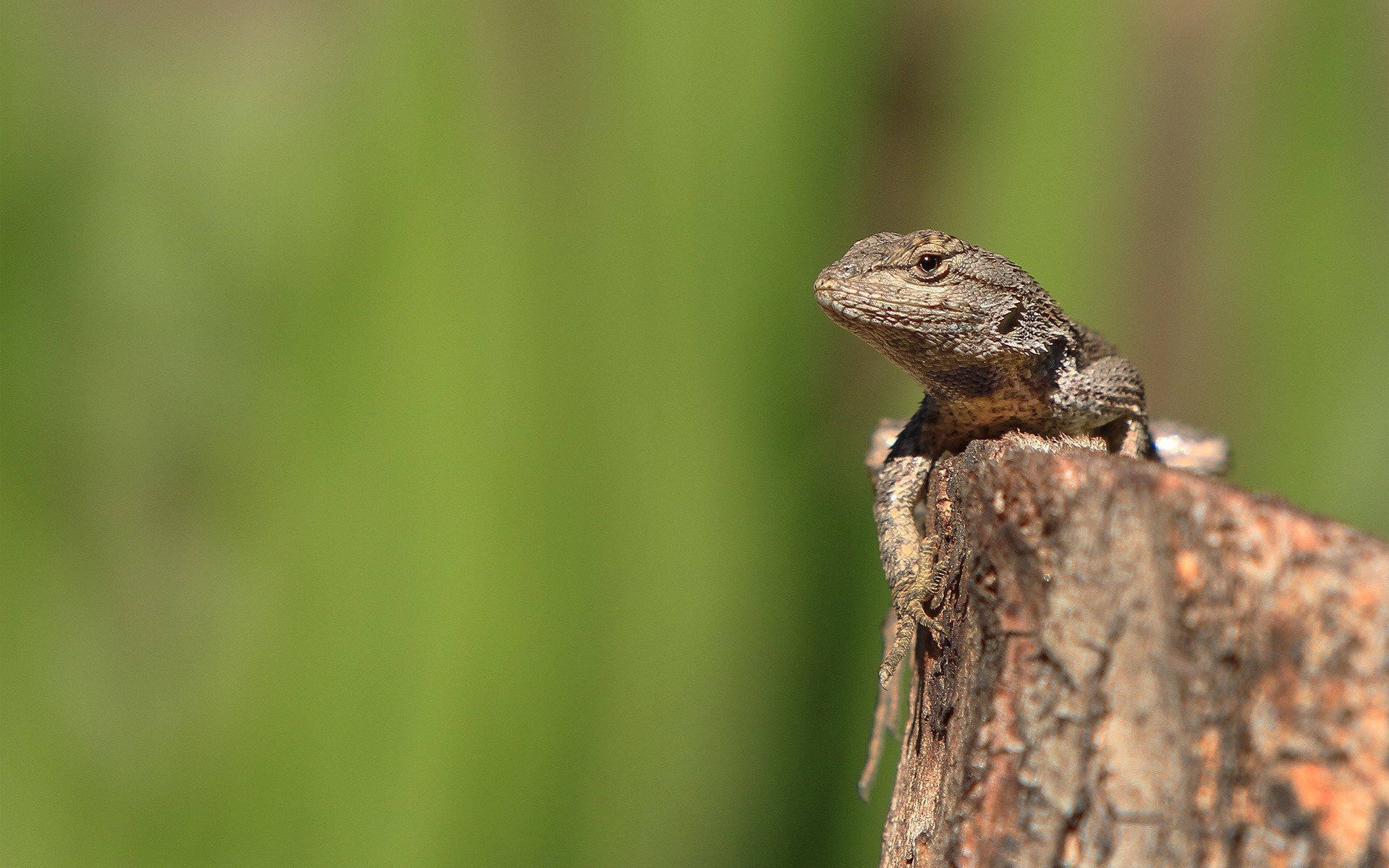 Lizard HD Wallpaper