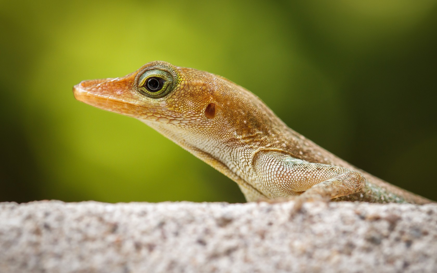 Green Anole HD Wallpaper