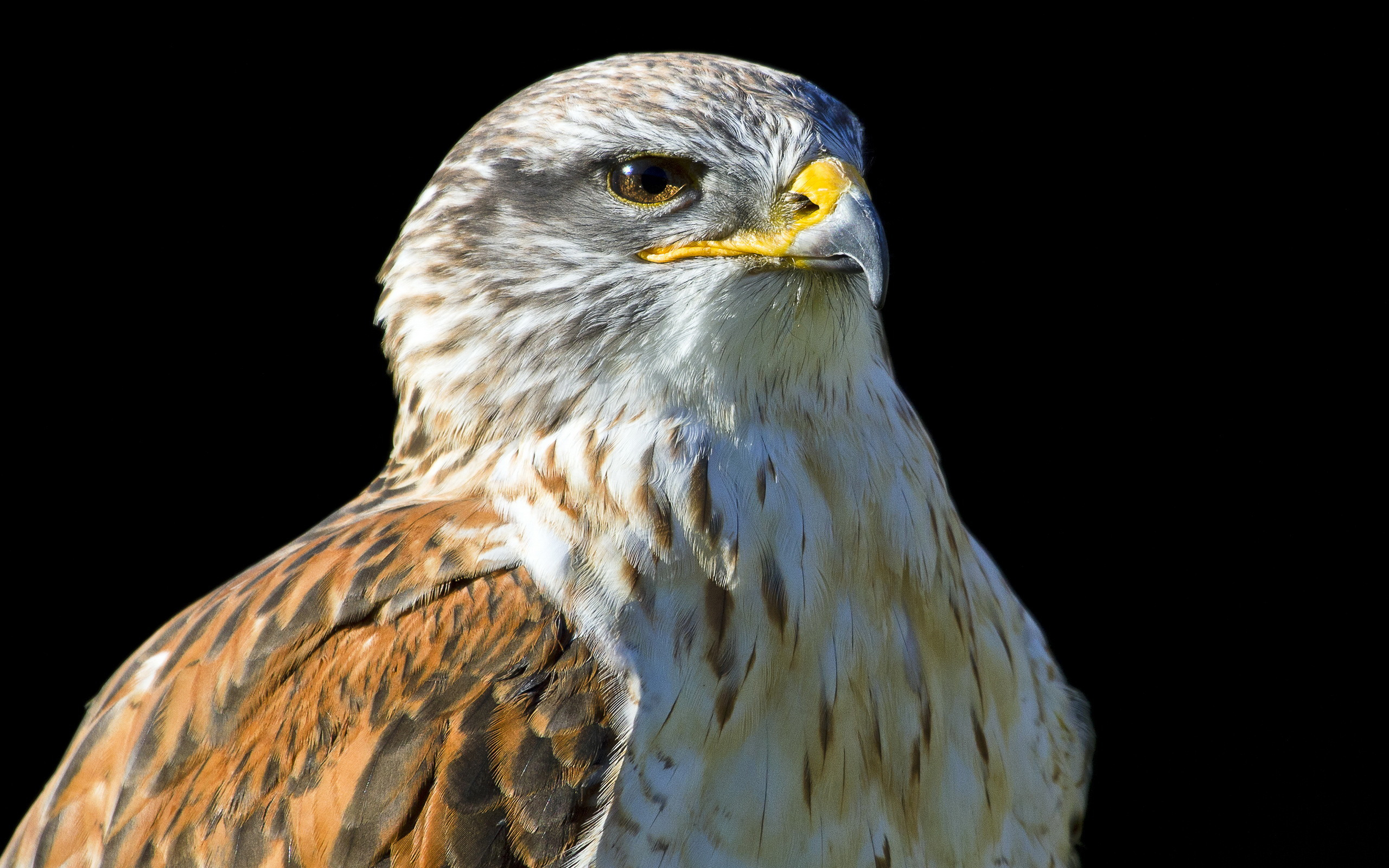 Majestic Eagle Soaring Over Mountains HD Wallpaper by patrika
