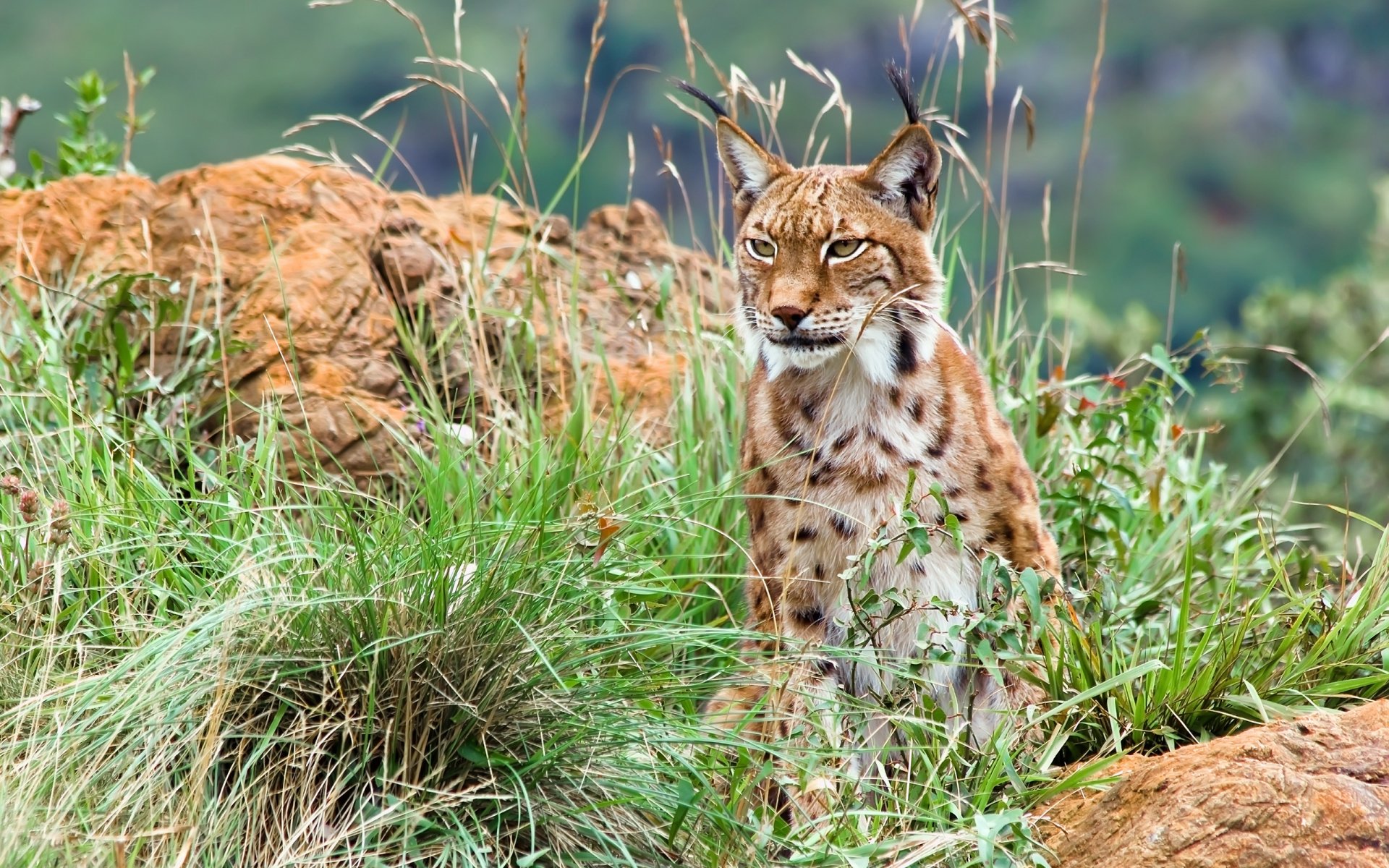 Majestic Lynx: Stunning HD Wallpaper