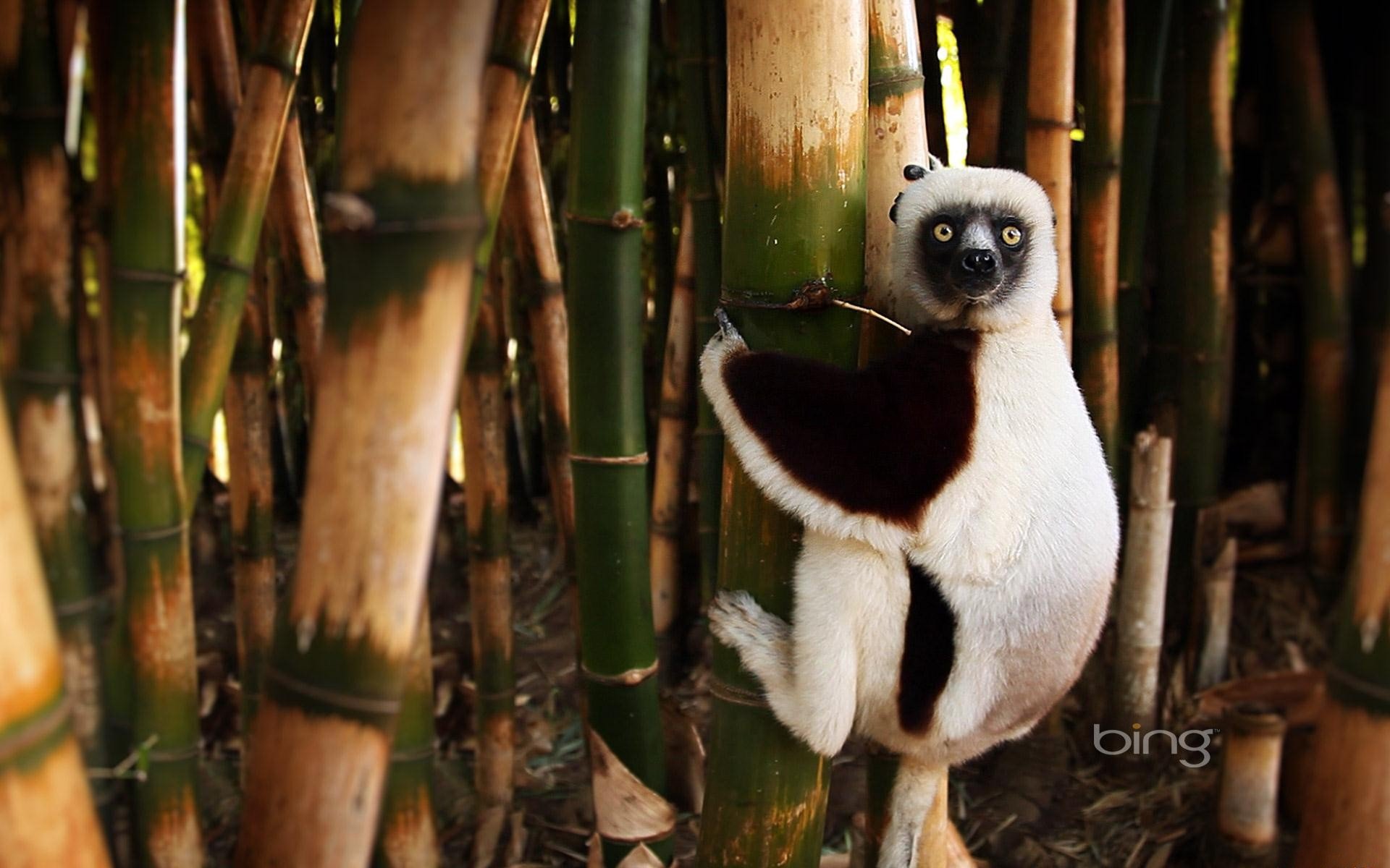 Bamboo Lemur — HD Wallpaper