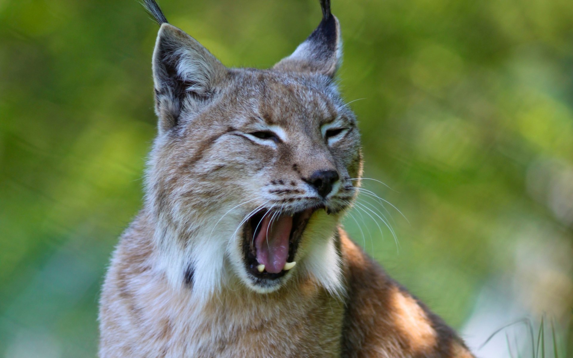Yawning Lynx — 2K Quad HD Wallpaper | 2560x1600 | Wallpaper Abyss