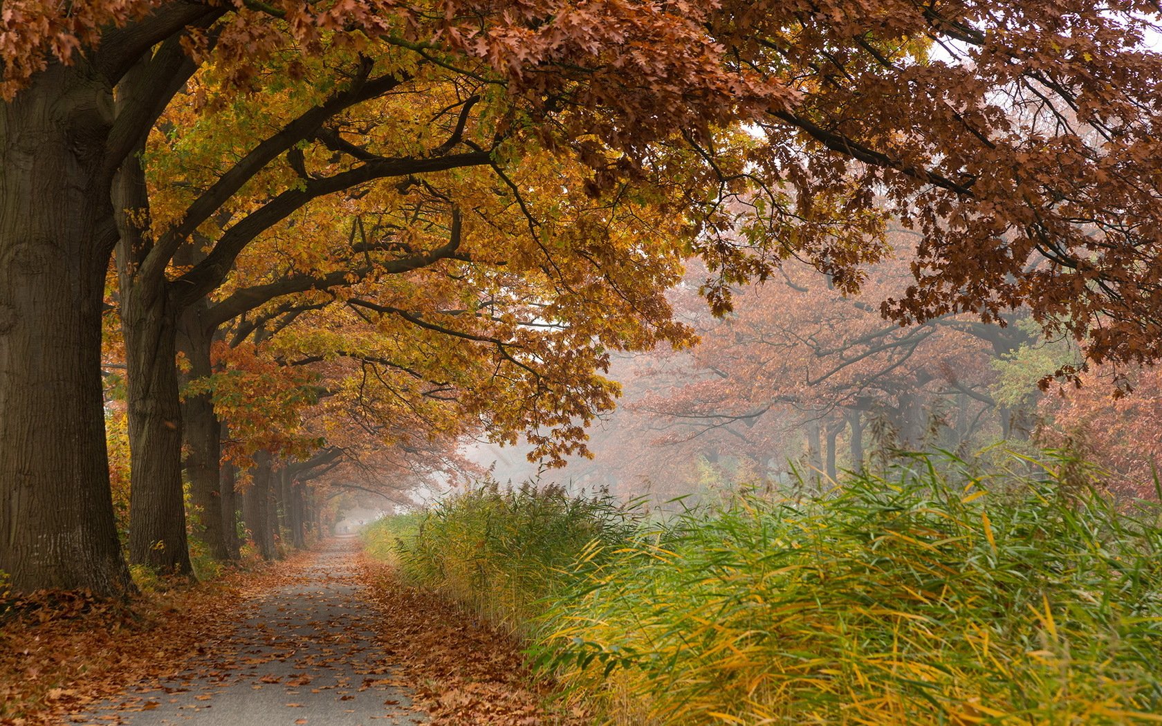 Download Nature Path Wallpaper