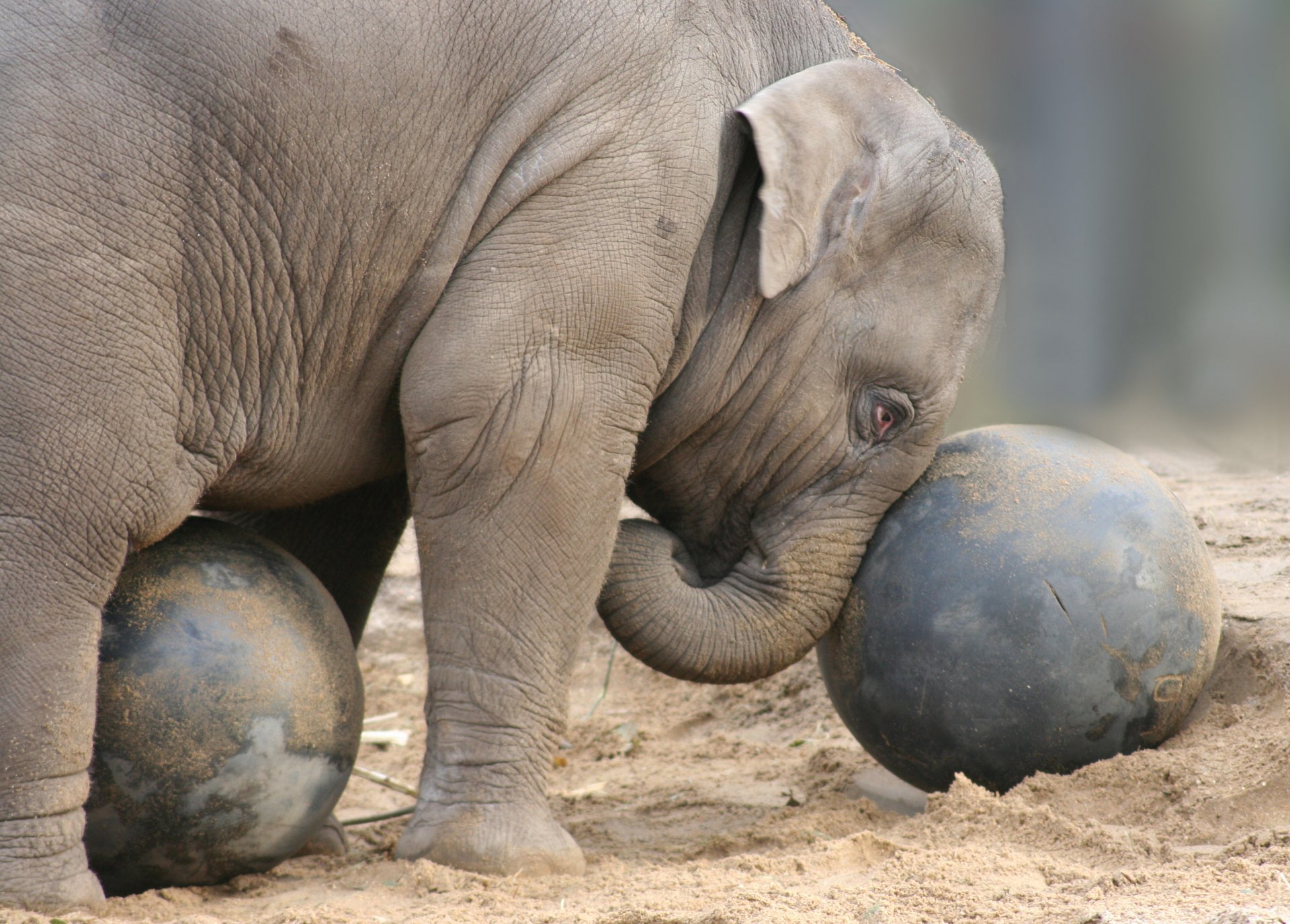Download Animal Asian Elephant HD Wallpaper | 3214x2304 | Wallpaper Abyss
