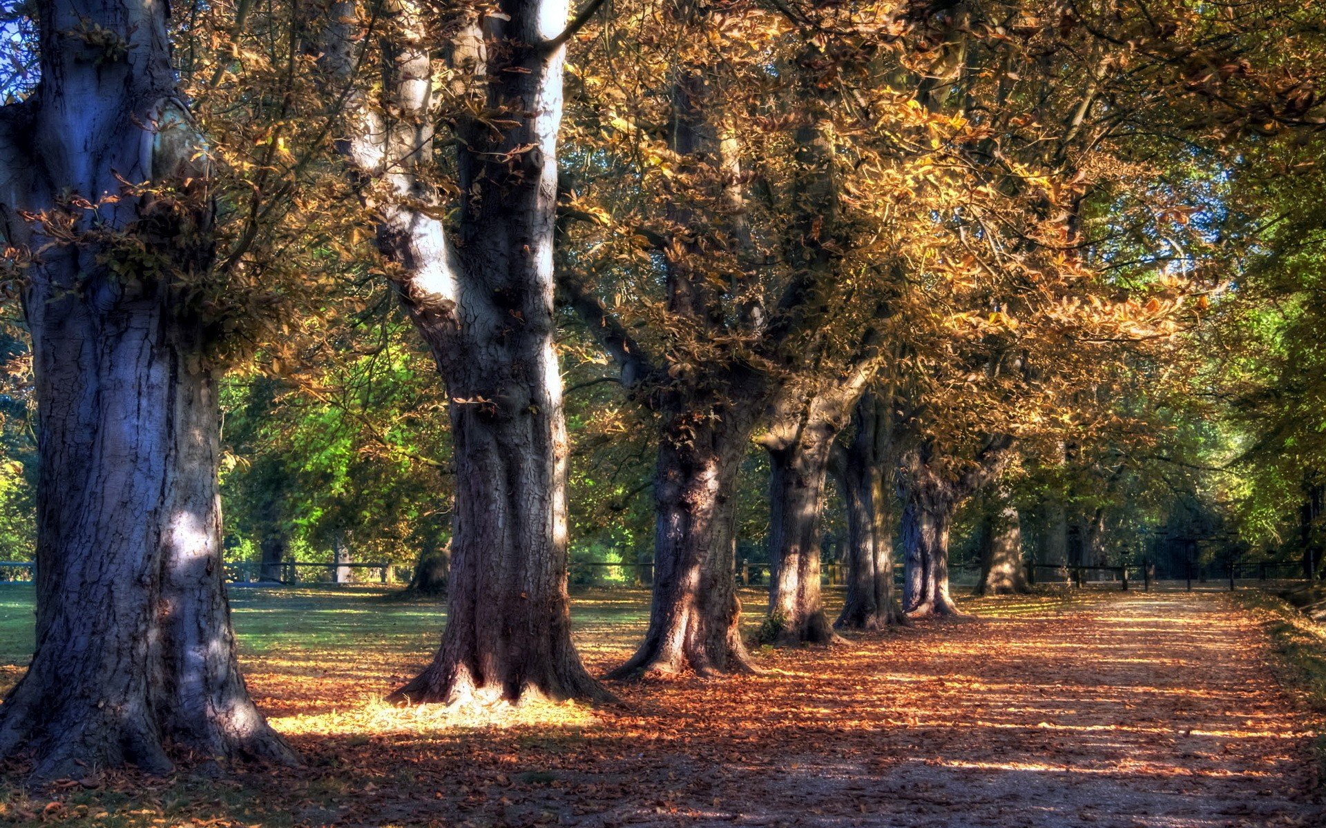 Sunlit Park Avenue — HD Photography Wallpaper | 1920x1200 | Wallpaper Abyss