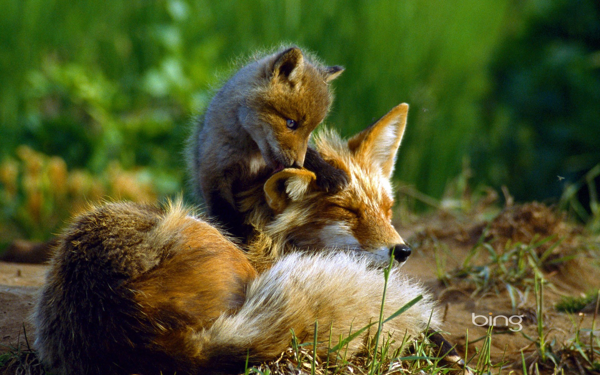Heartwarming HD Fox Family Moment in Nature | 1920x1200 | Wallpaper Abyss