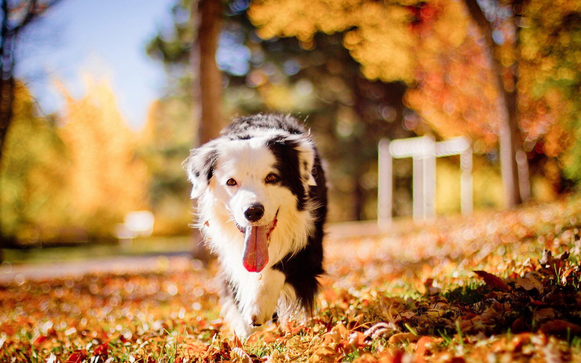 Download Animal Dog HD Wallpaper