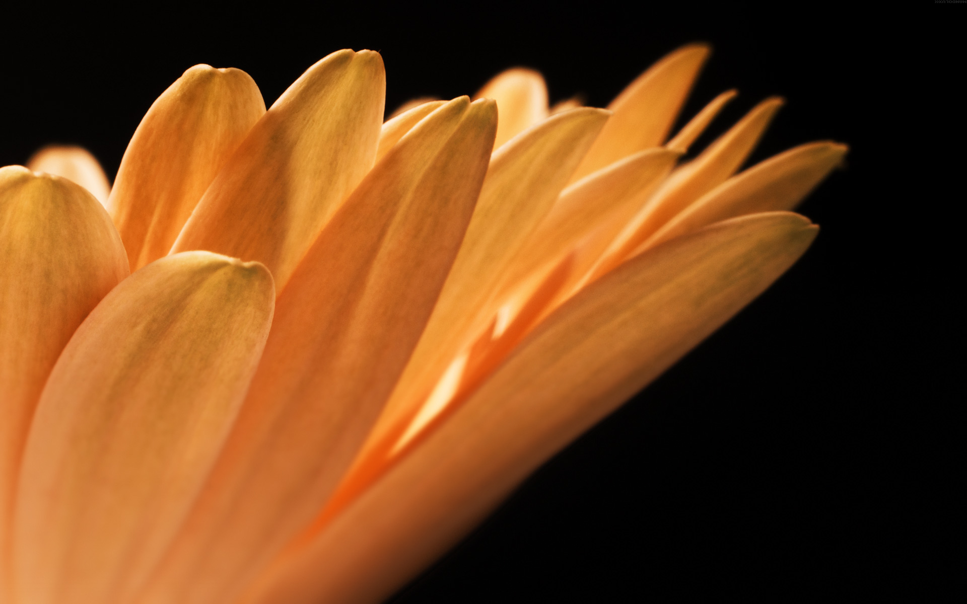 Download Nature Flower HD Wallpaper