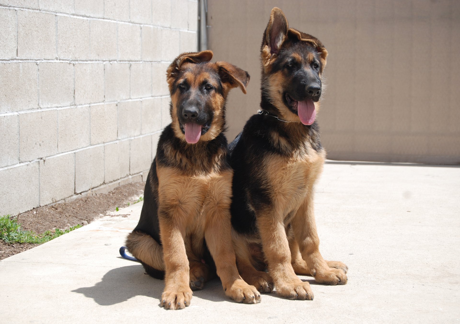 HD German Shepherd Duo - Stunning Animal Wallpaper