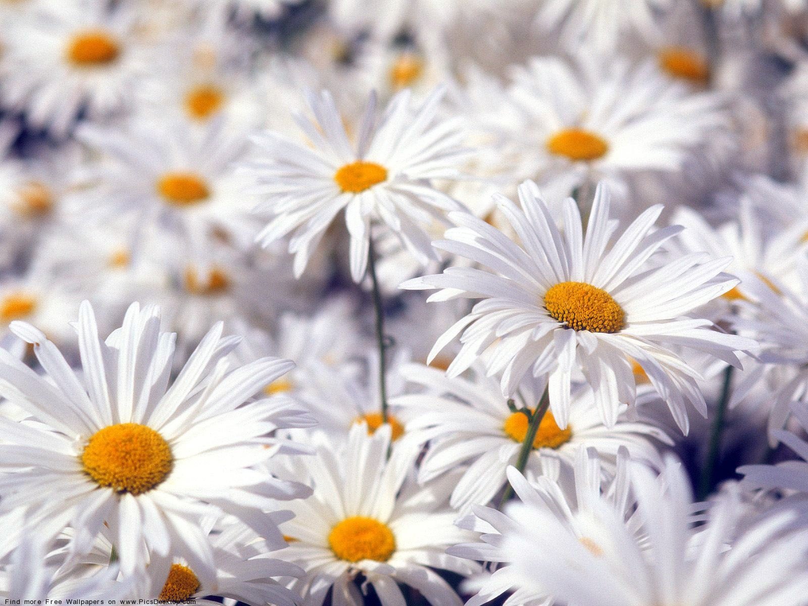 Blooming Daisies: HD Nature Wallpaper