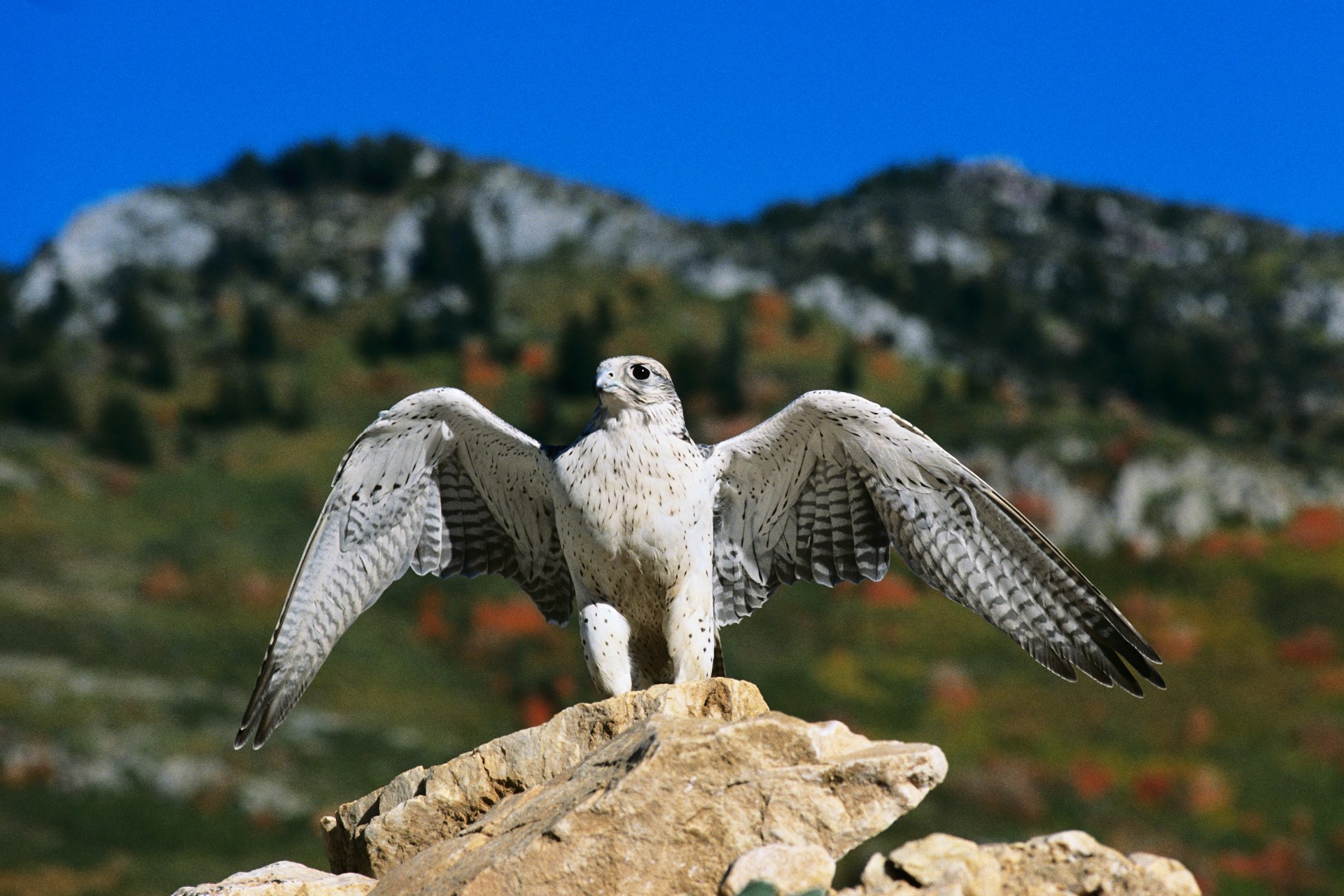 Majestic Falcon in 4K Ultra HD: Nature’s Bird of Prey in Stunning ...