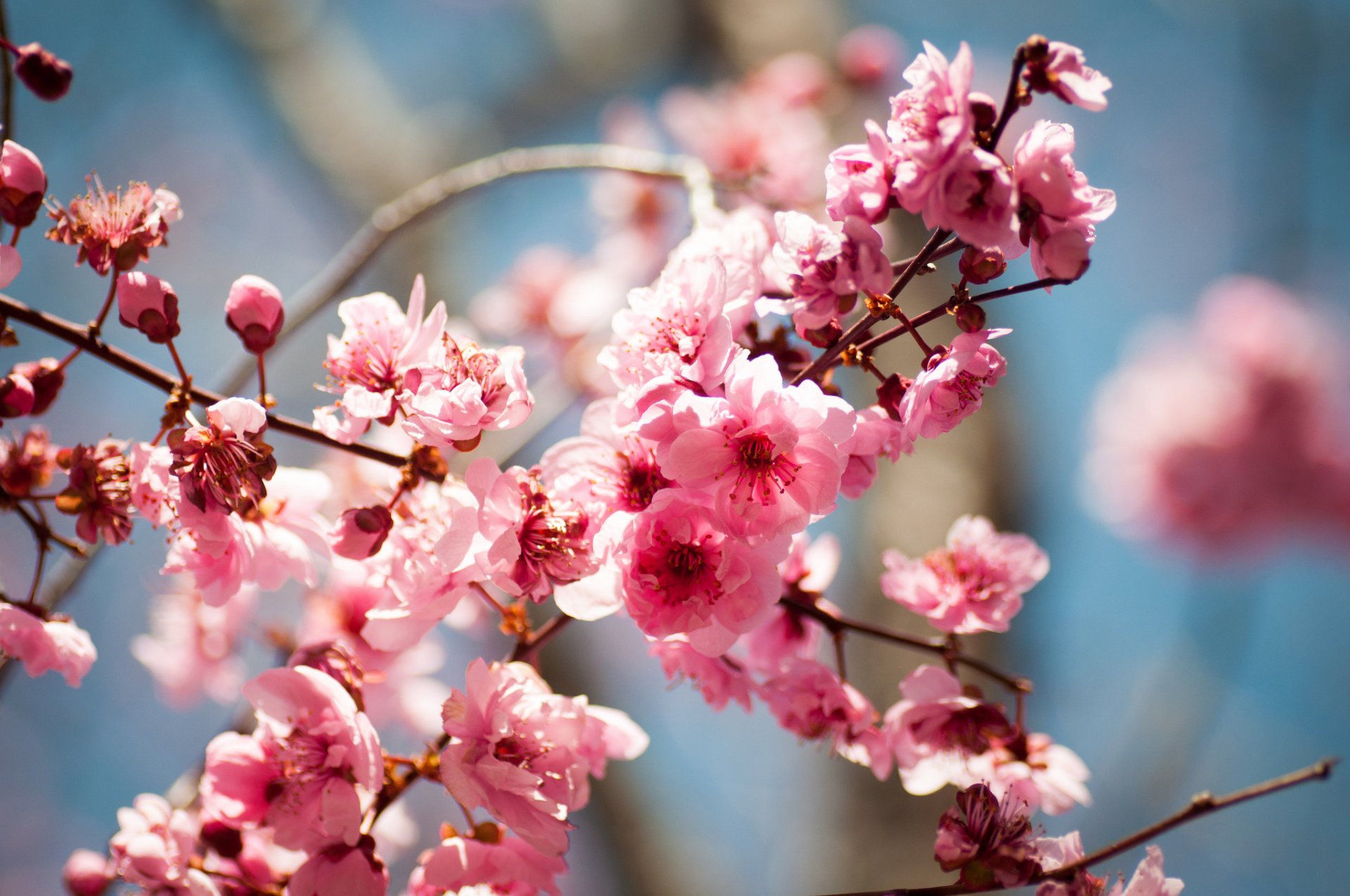 HD Nature Blossom: Vibrant Cherry Blossoms in Full Bloom