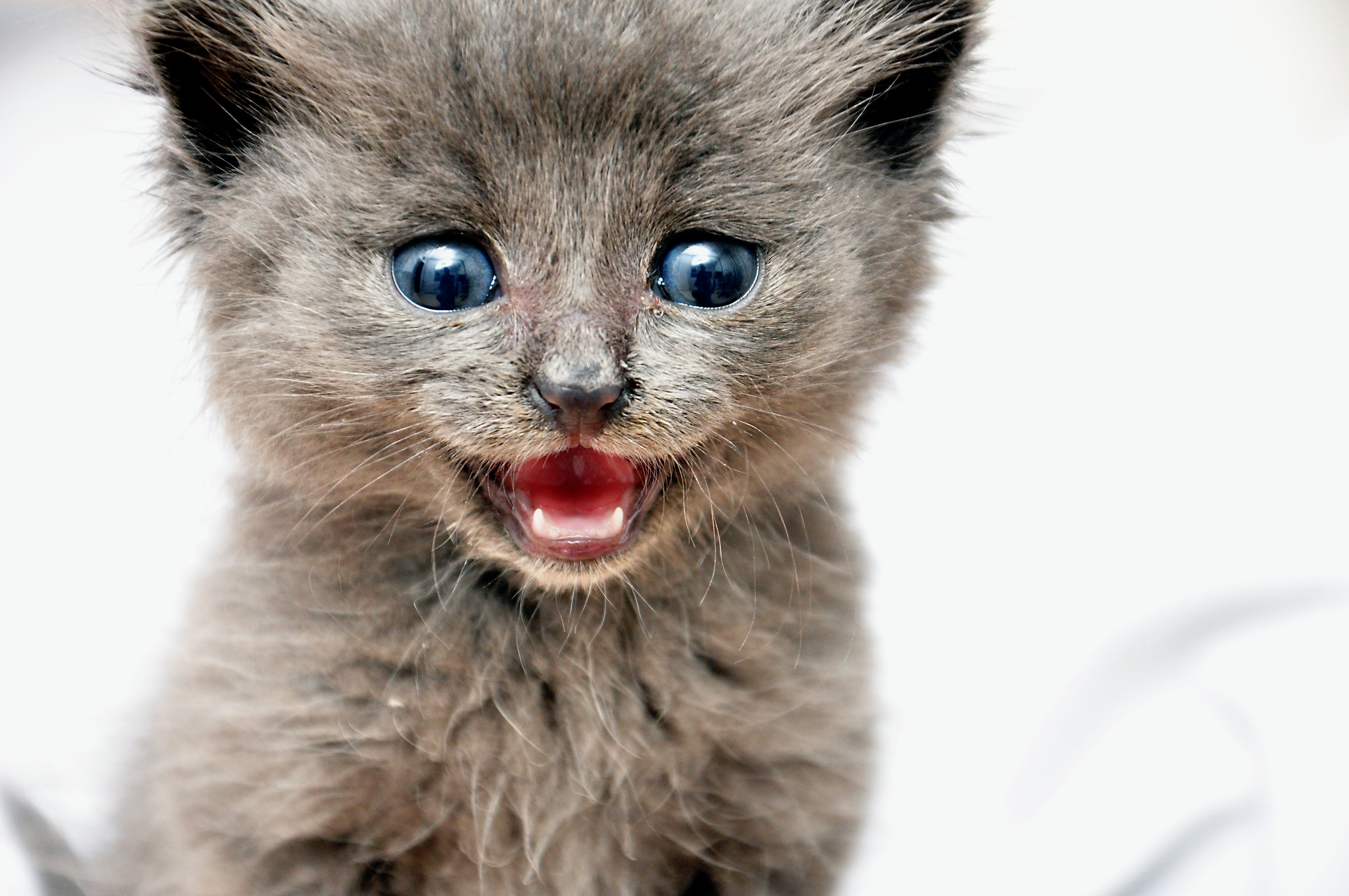Download Animal Cat 4k Ultra HD Wallpaper