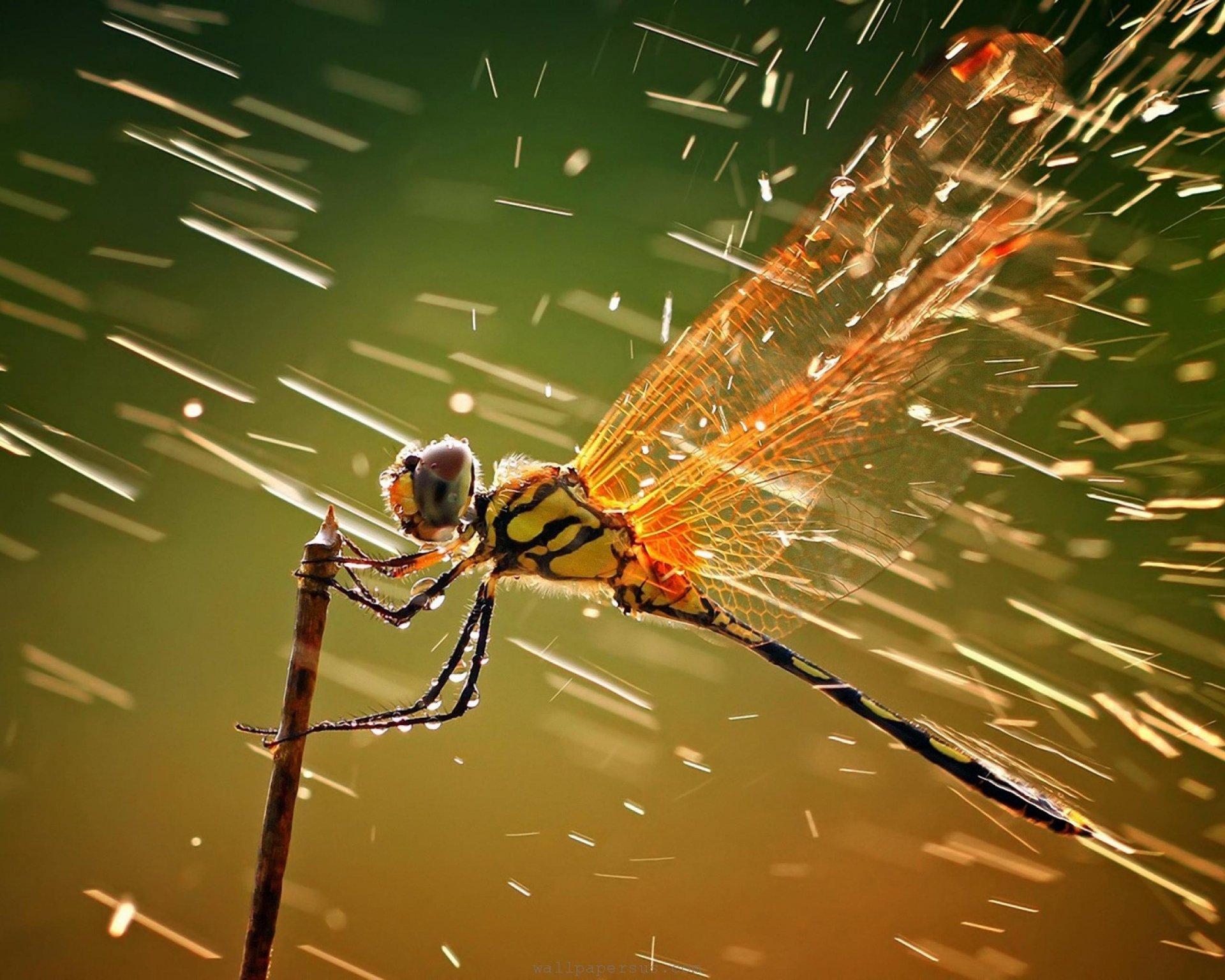 Download Animal Dragonfly HD Wallpaper