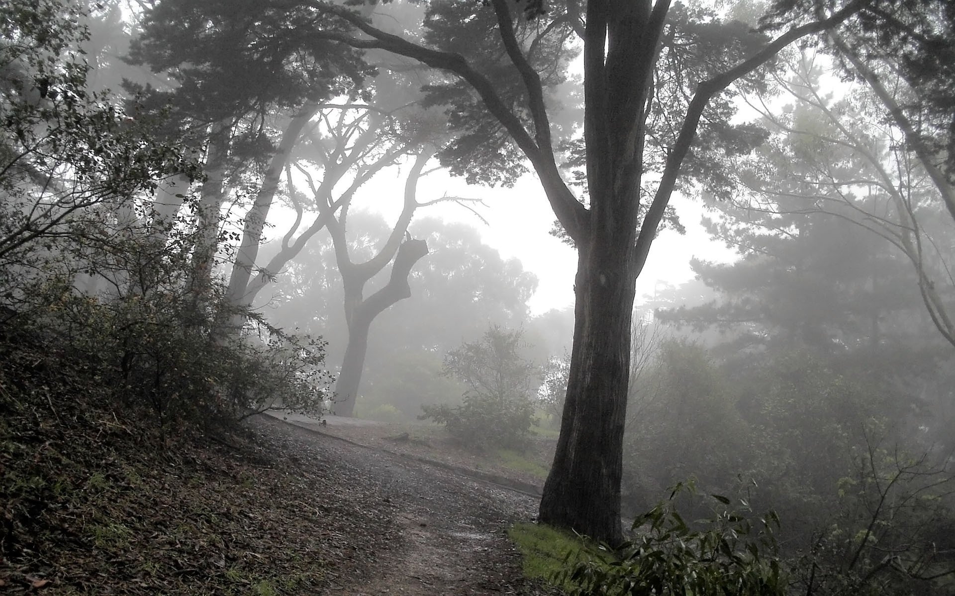 Download Nature Path HD Wallpaper | 1920x1200 | Wallpaper Abyss