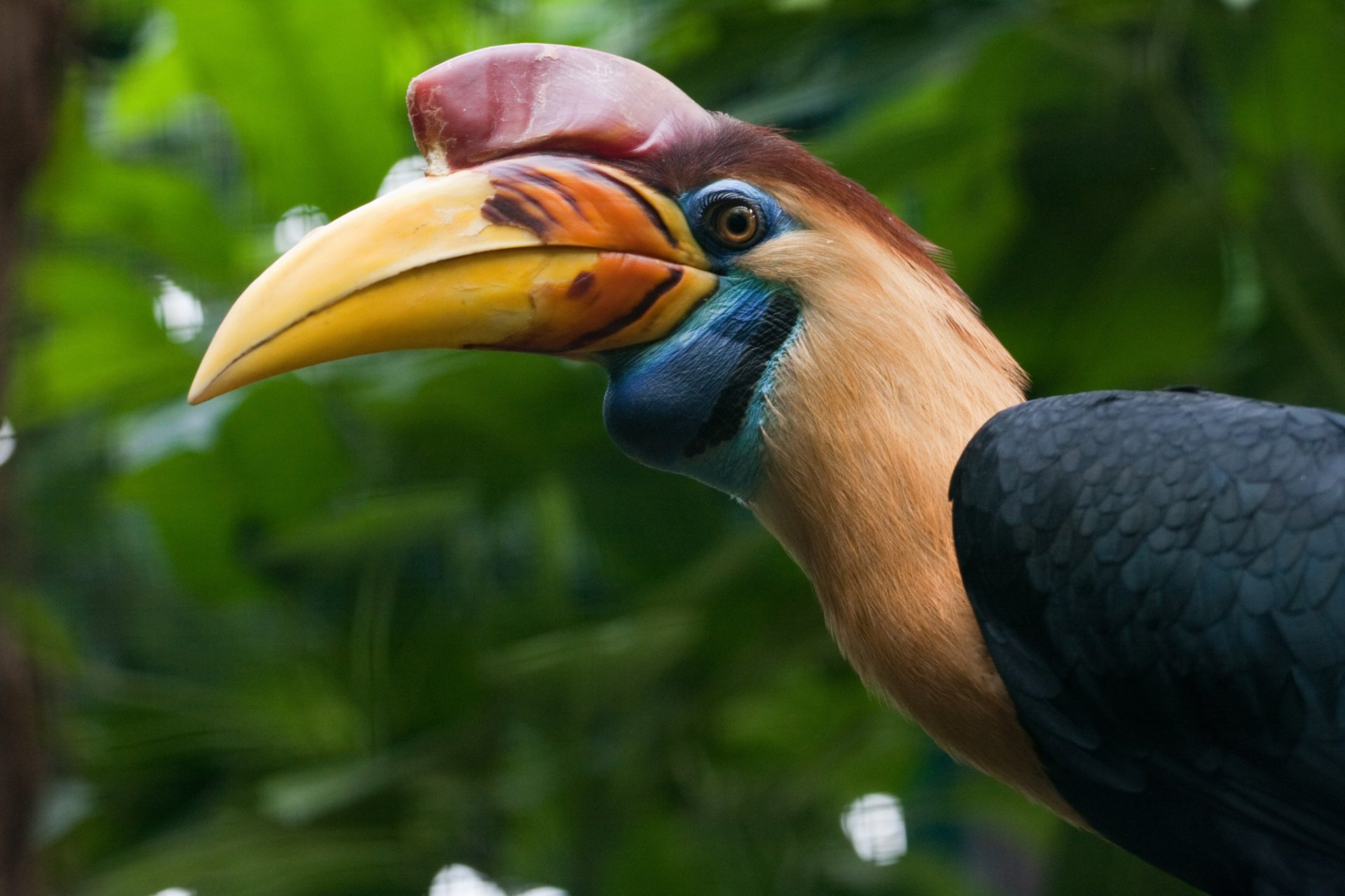 Majestic Hornbill HD Wallpaper: Vibrant Bird of the Wild