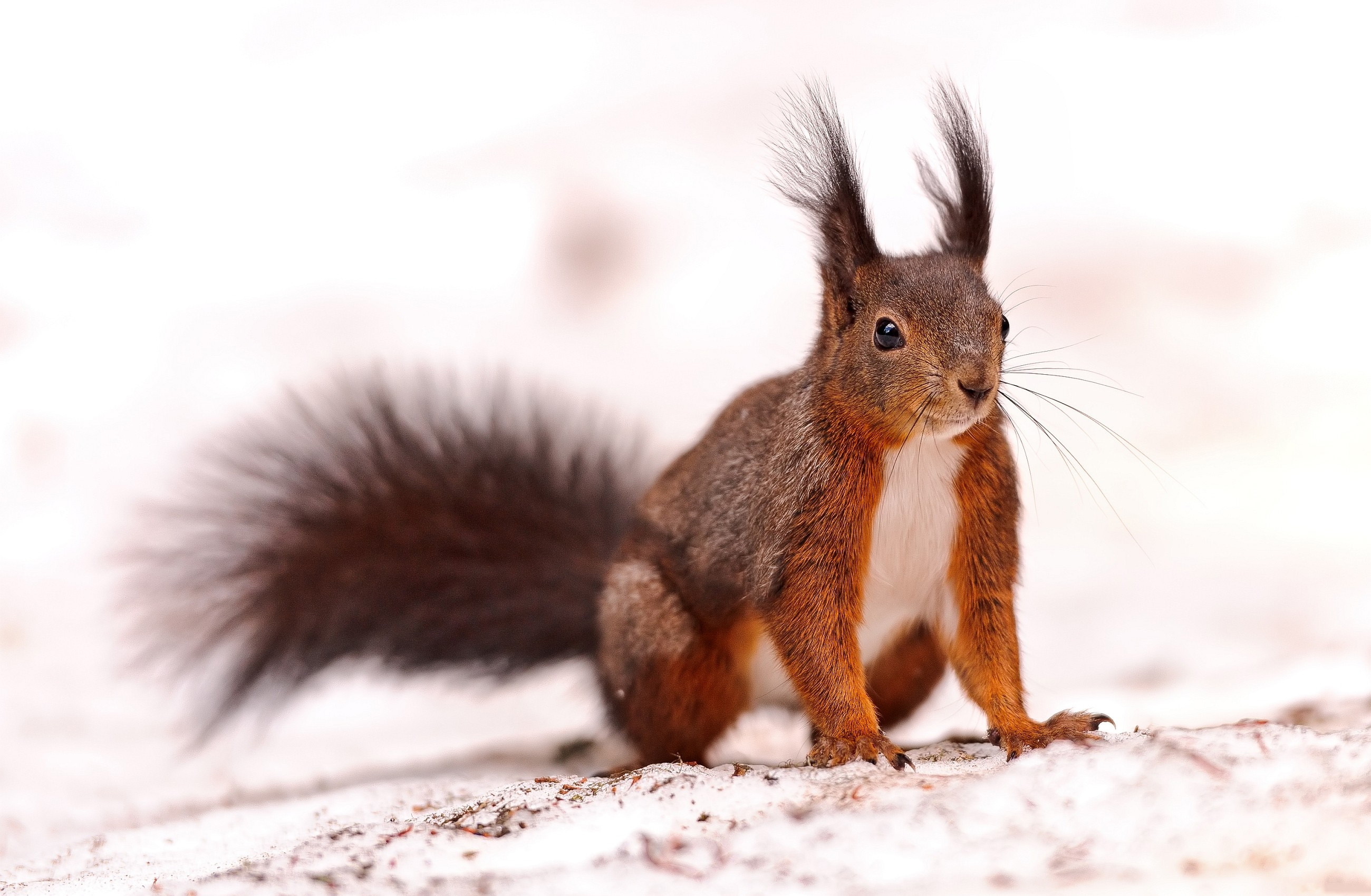 Animal Squirrel HD Wallpaper