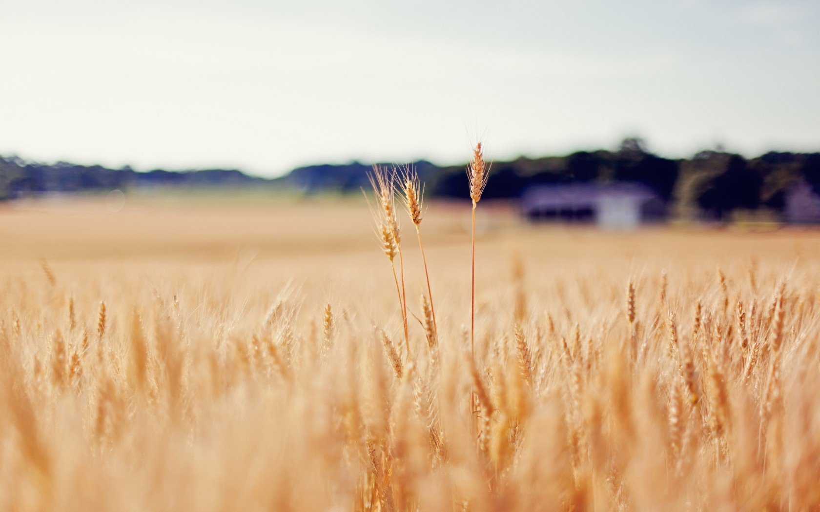 Download Nature Wheat Wallpaper