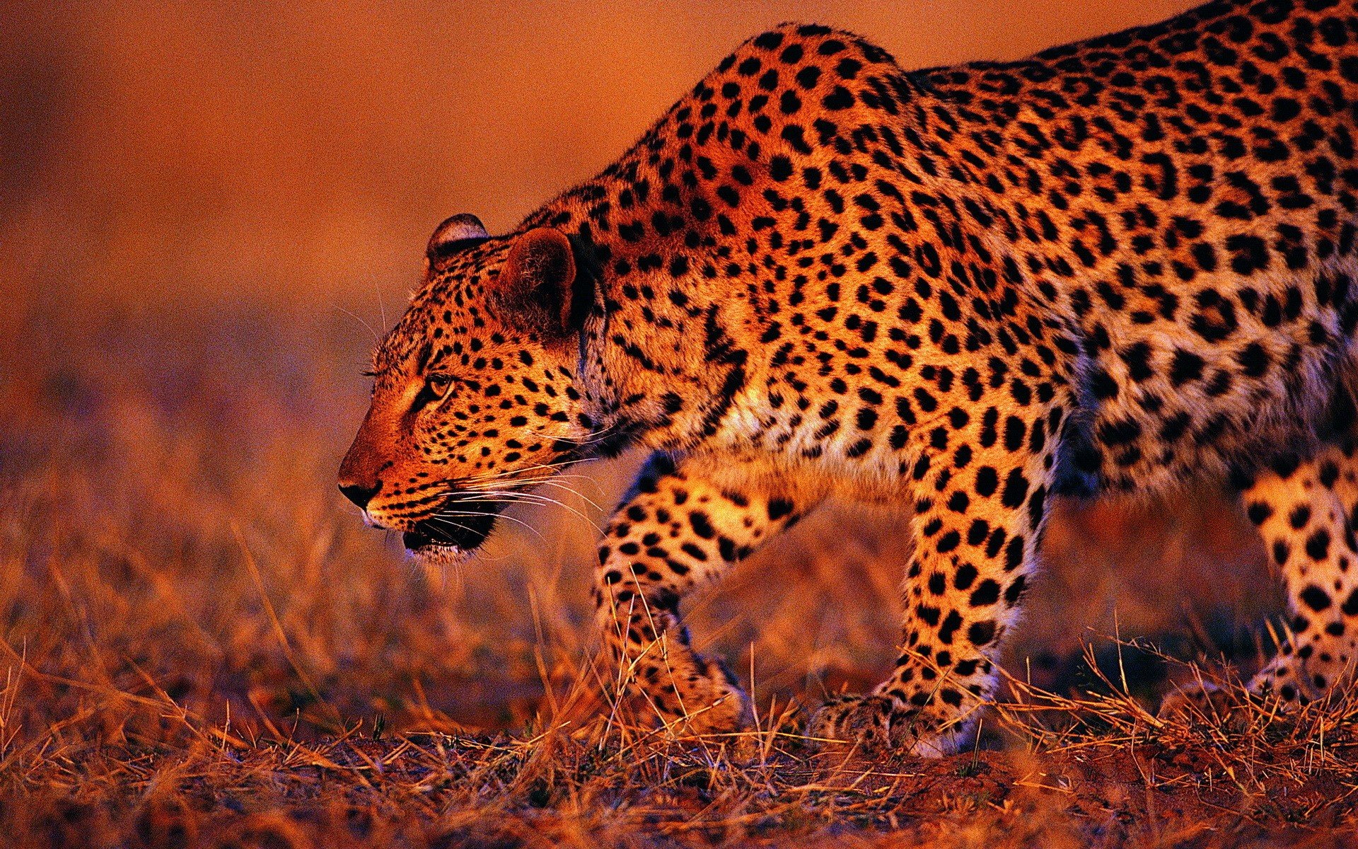 Download Animal Leopard HD Wallpaper