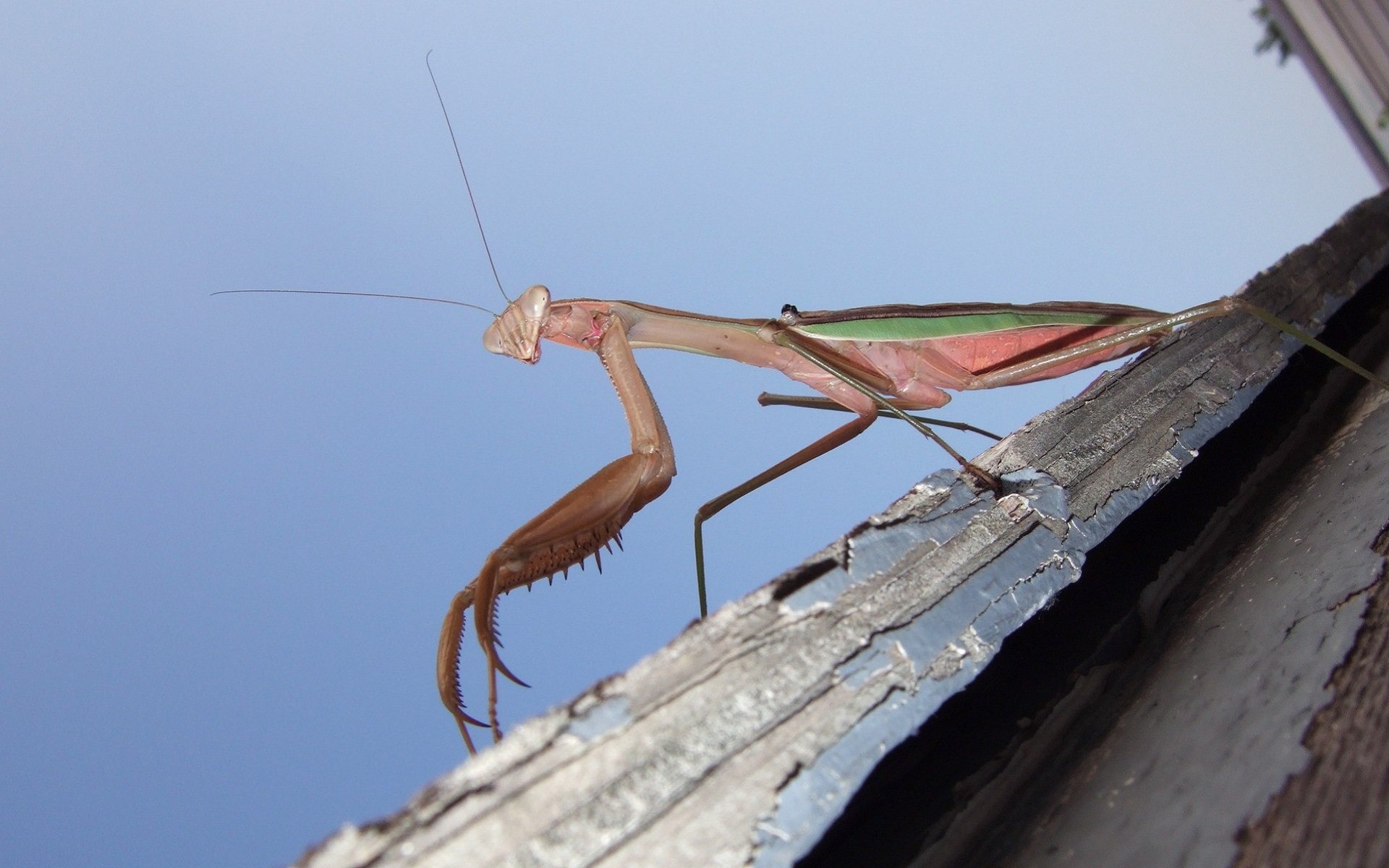 Download Insect Animal Praying Mantis HD Wallpaper