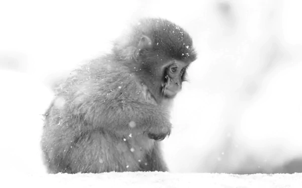 Snow Monkey Serenity: Stunning HD Japanese Macaque in Winter Wonderland