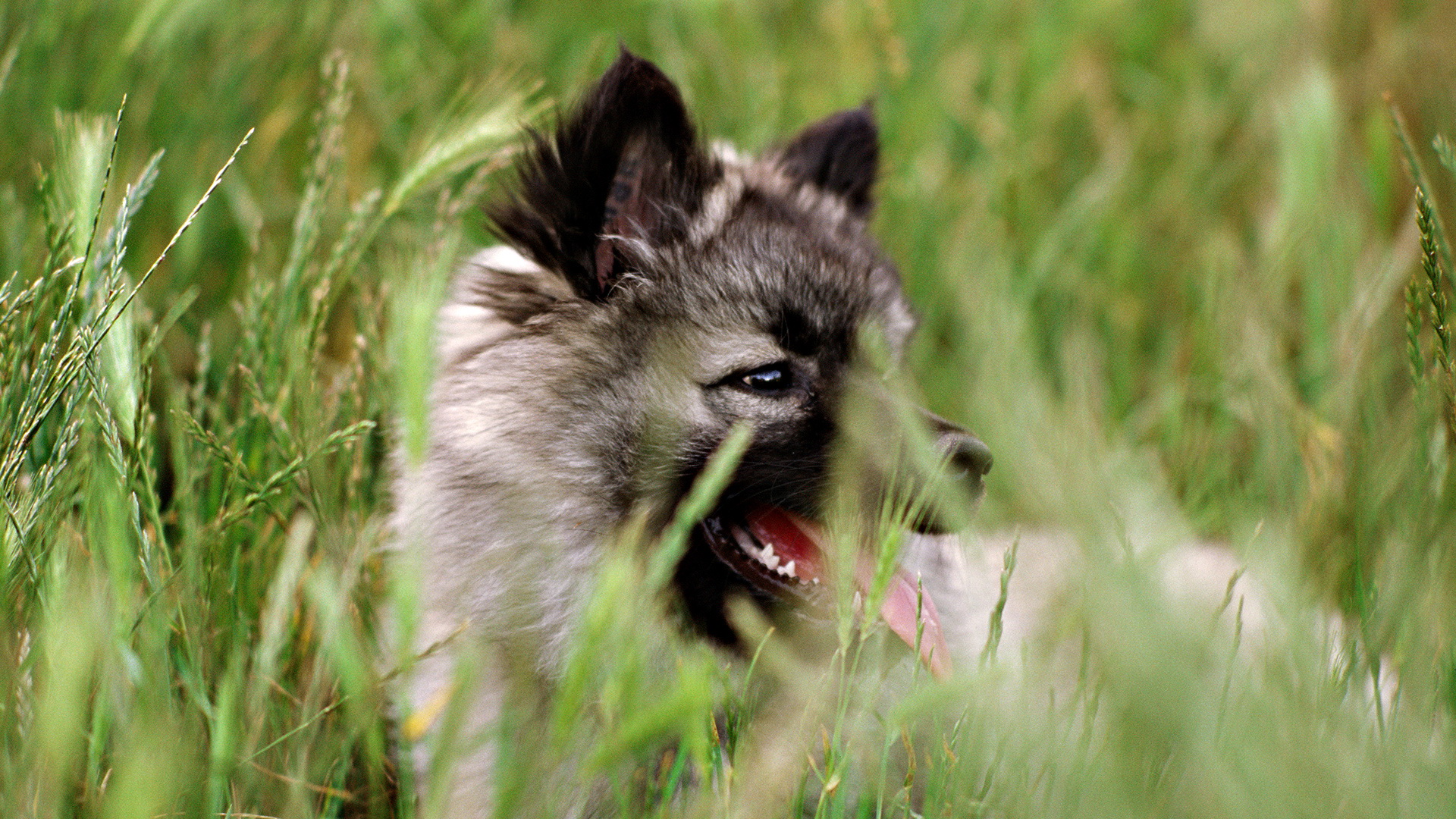 Majestic Wolf in the Wild – HD Animal Wallpaper