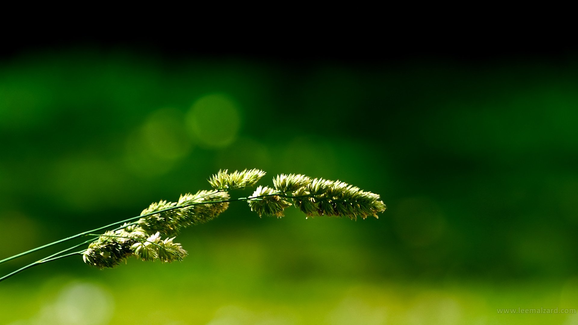 Download Nature Grass HD Wallpaper | 1920x1080 | Wallpaper Abyss