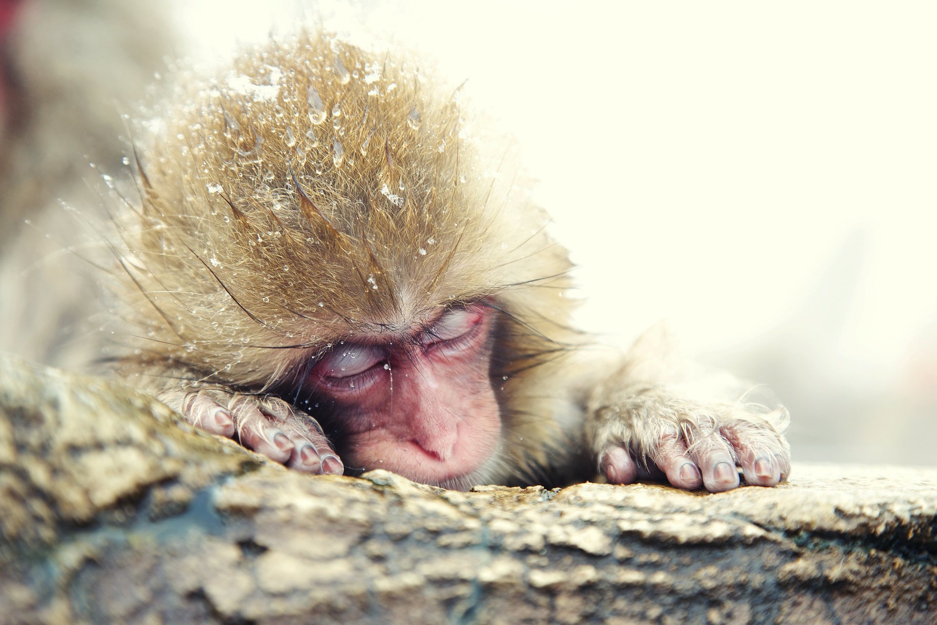 Snowy Slumber: HD Japanese Macaque Monkey Wallpaper