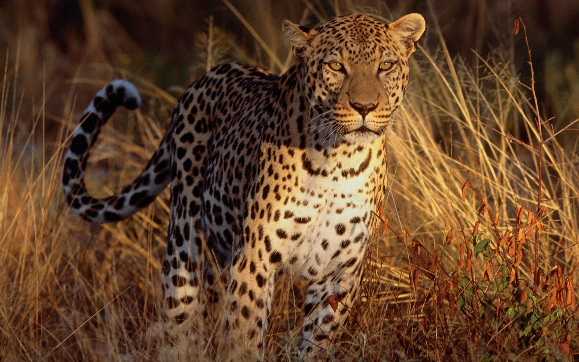 Majestic Leopard in the Wild | HD Animal Wallpaper | 1920x1200 ...