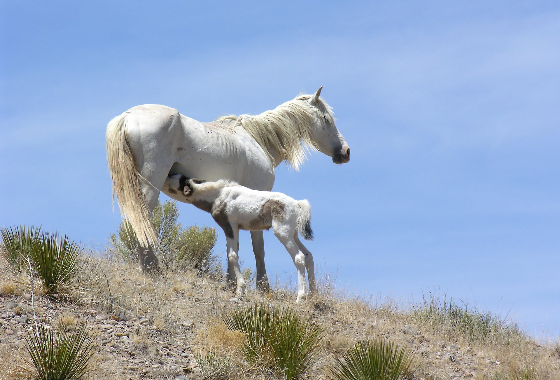 Serene Horse and Foal HD Wallpaper