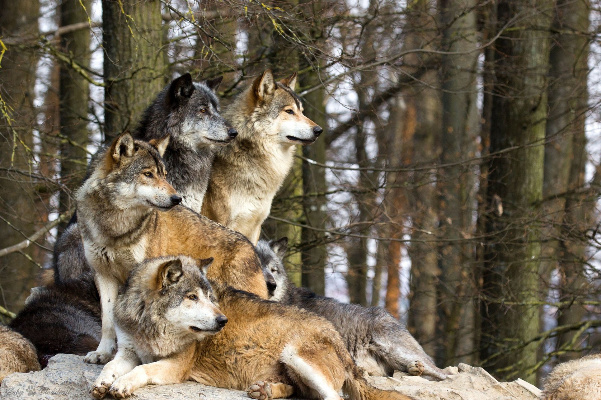 Majestic Wolves in HD Wallpaper
