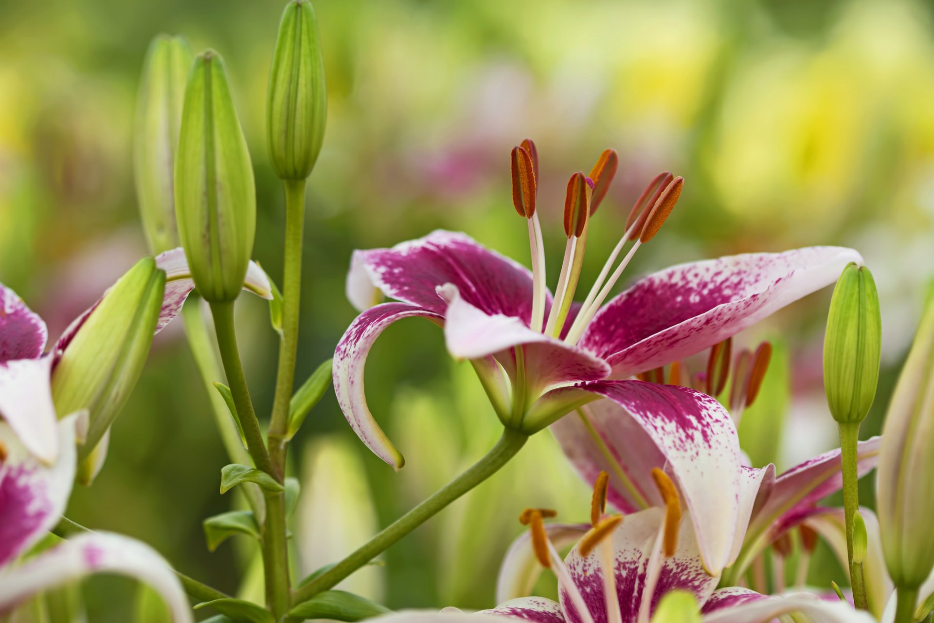 Download Flower Nature Lily HD Wallpaper
