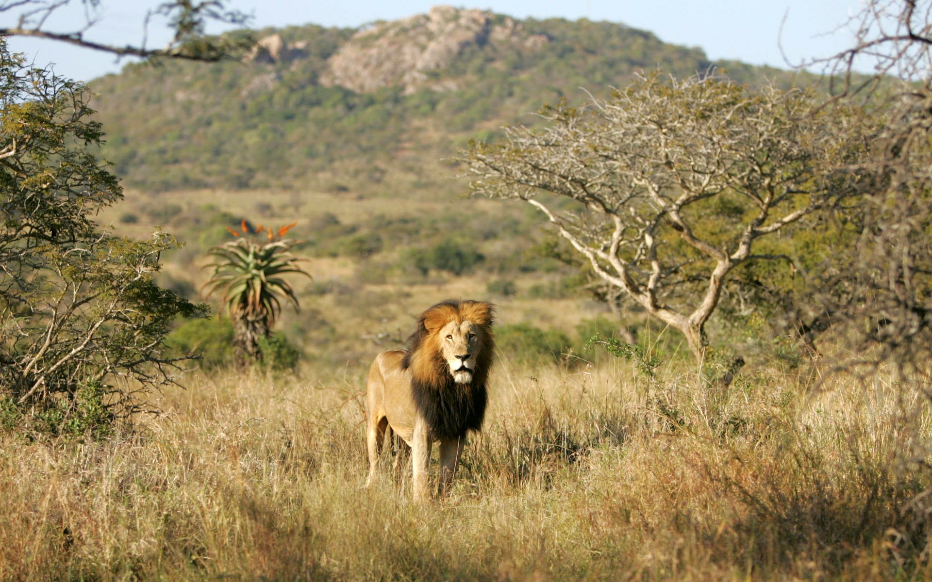 Majestic Lion HD Wallpaper: A Glimpse of Nature's Royalty