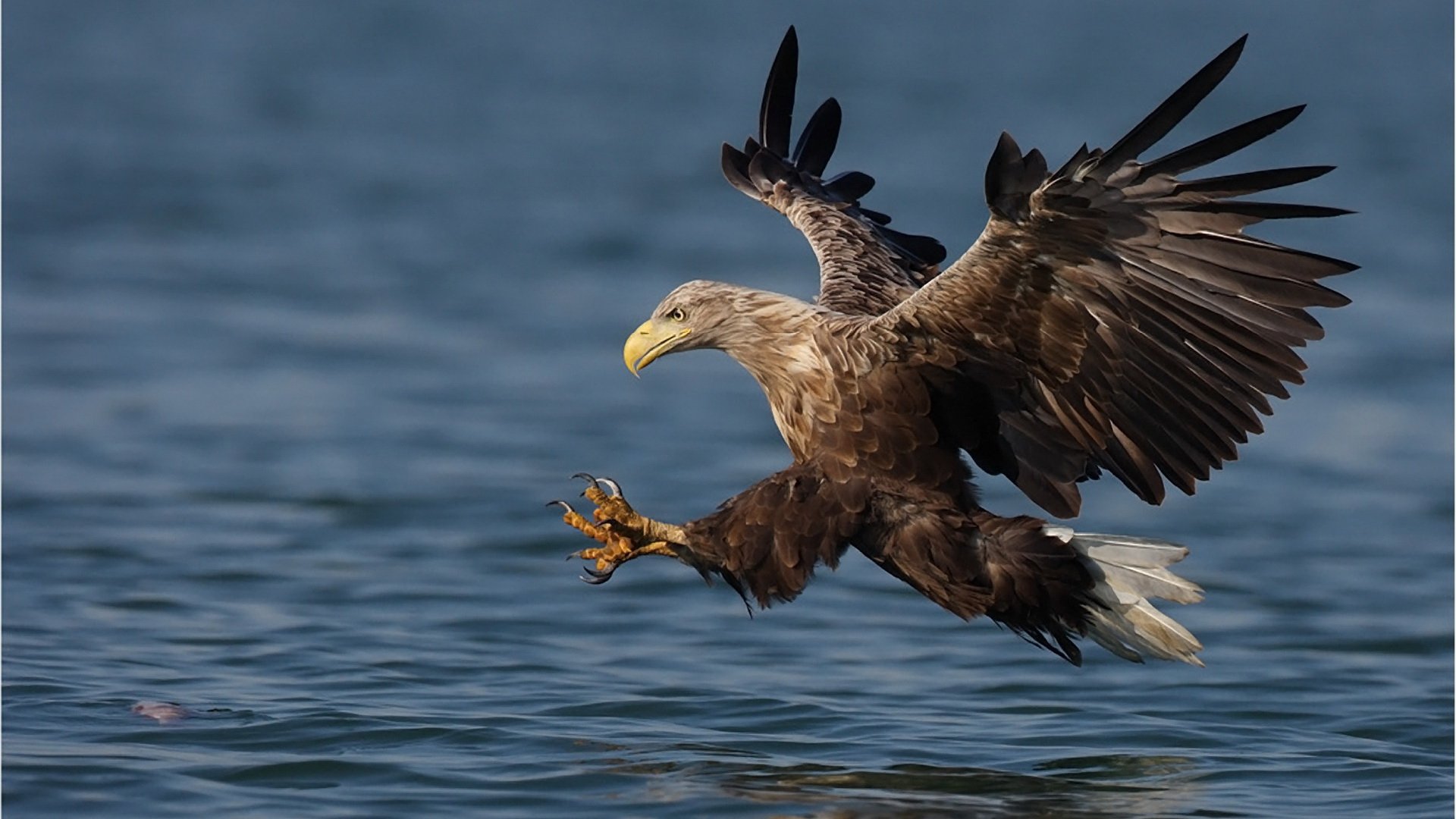 Majestic Eagle in Flight - HD Wallpaper