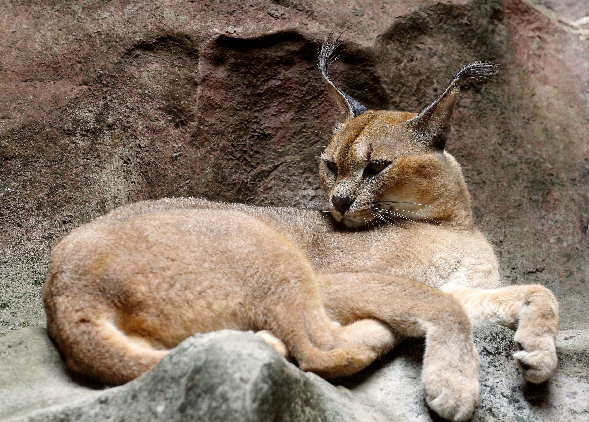 Download Animal Lynx HD Wallpaper