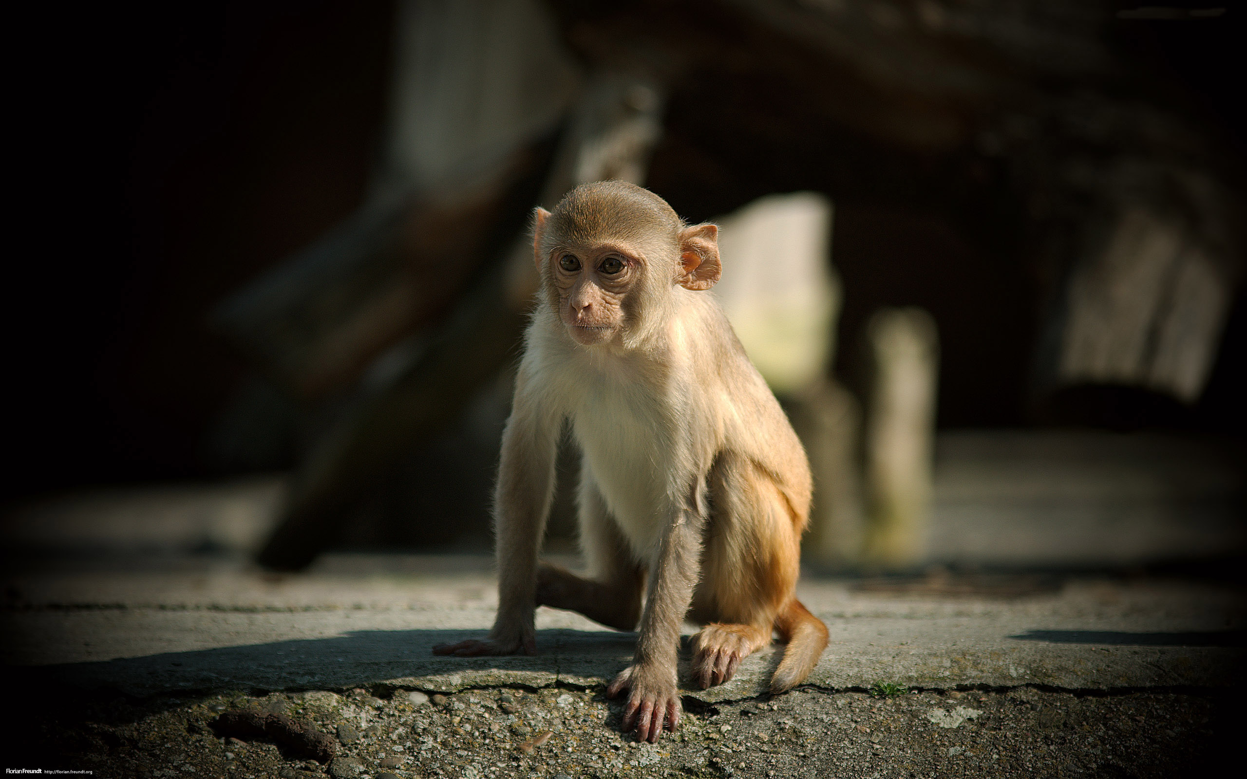 Download Animal Monkey HD Wallpaper