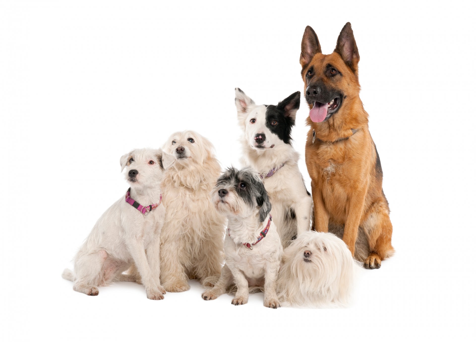 Chien 4k Ultra Fond d'écran HD | Arrière-Plan | 4120x2960 | ID:349134 ...