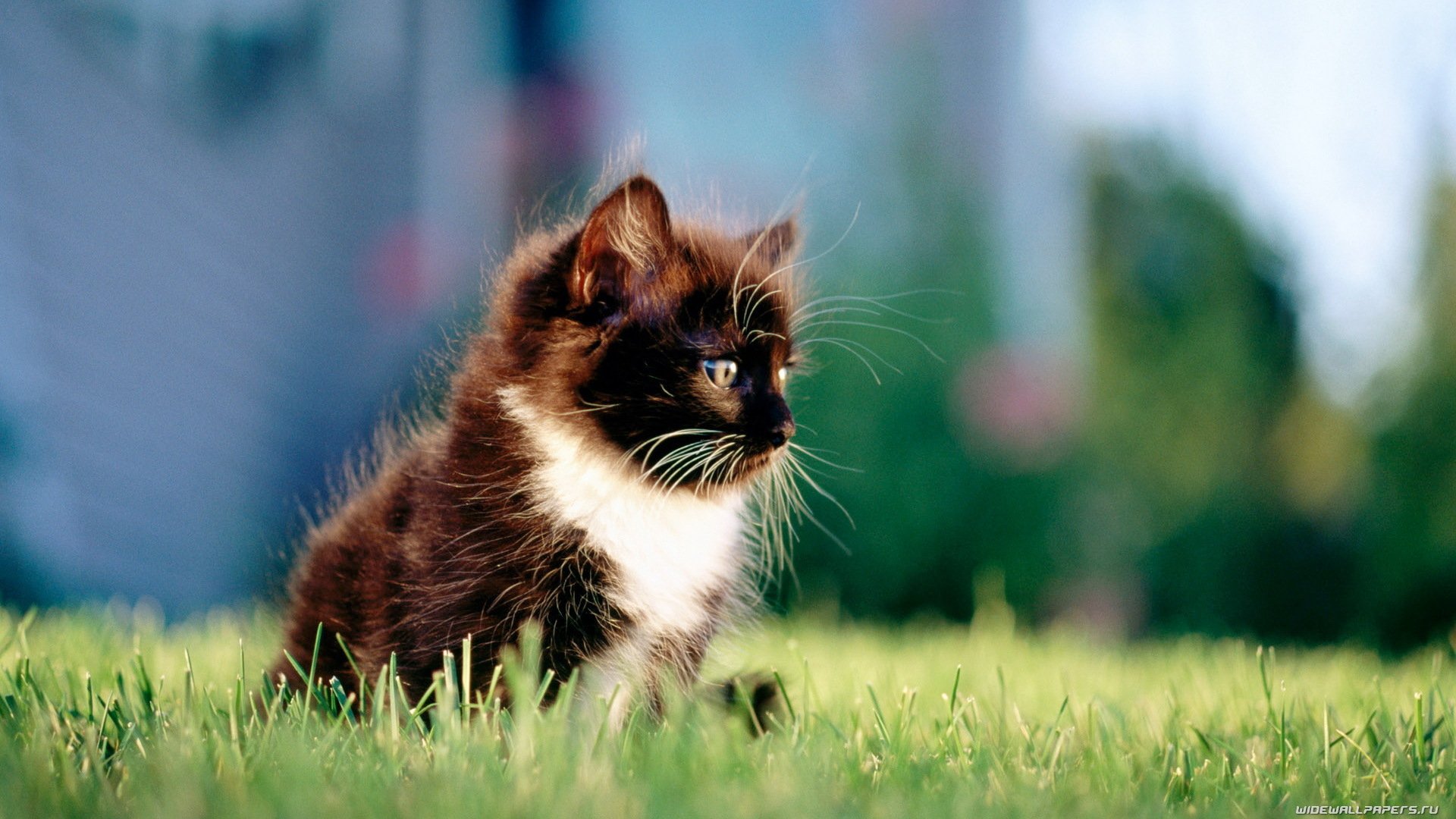 Cat HD Wallpaper