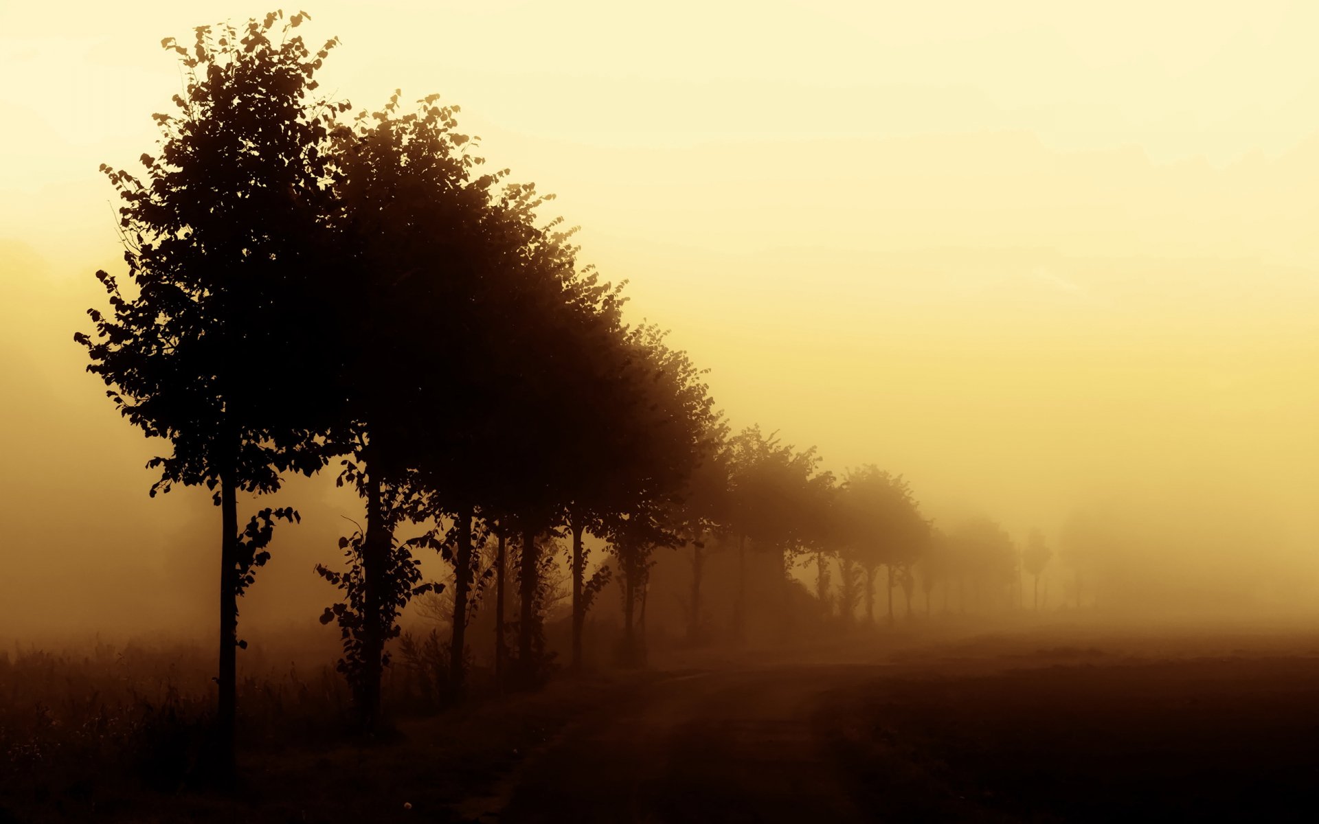Download Nature Fog HD Wallpaper | 2560x1600 | Wallpaper Abyss