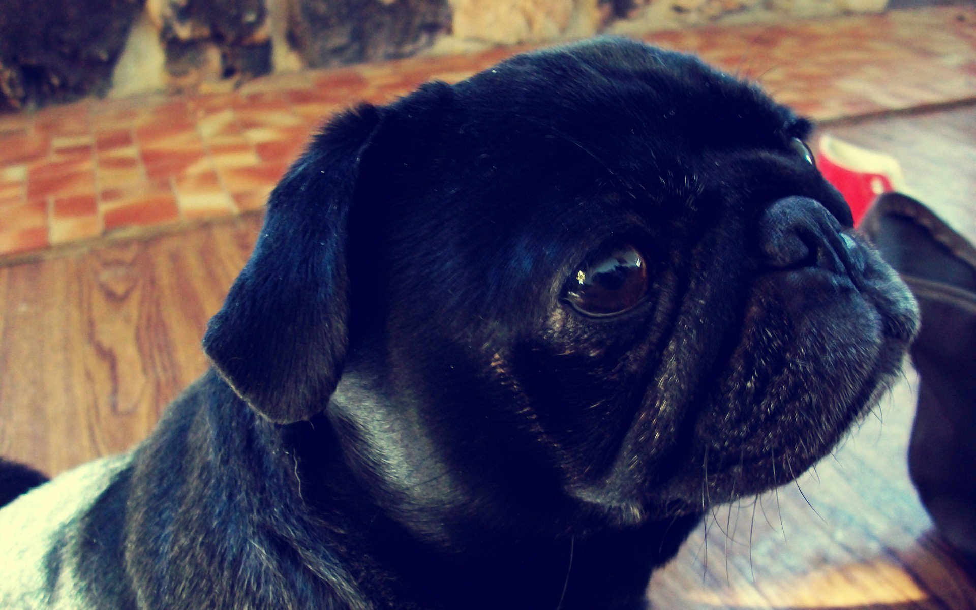 Adorable Pug HD Wallpaper: A Charming Canine Companion