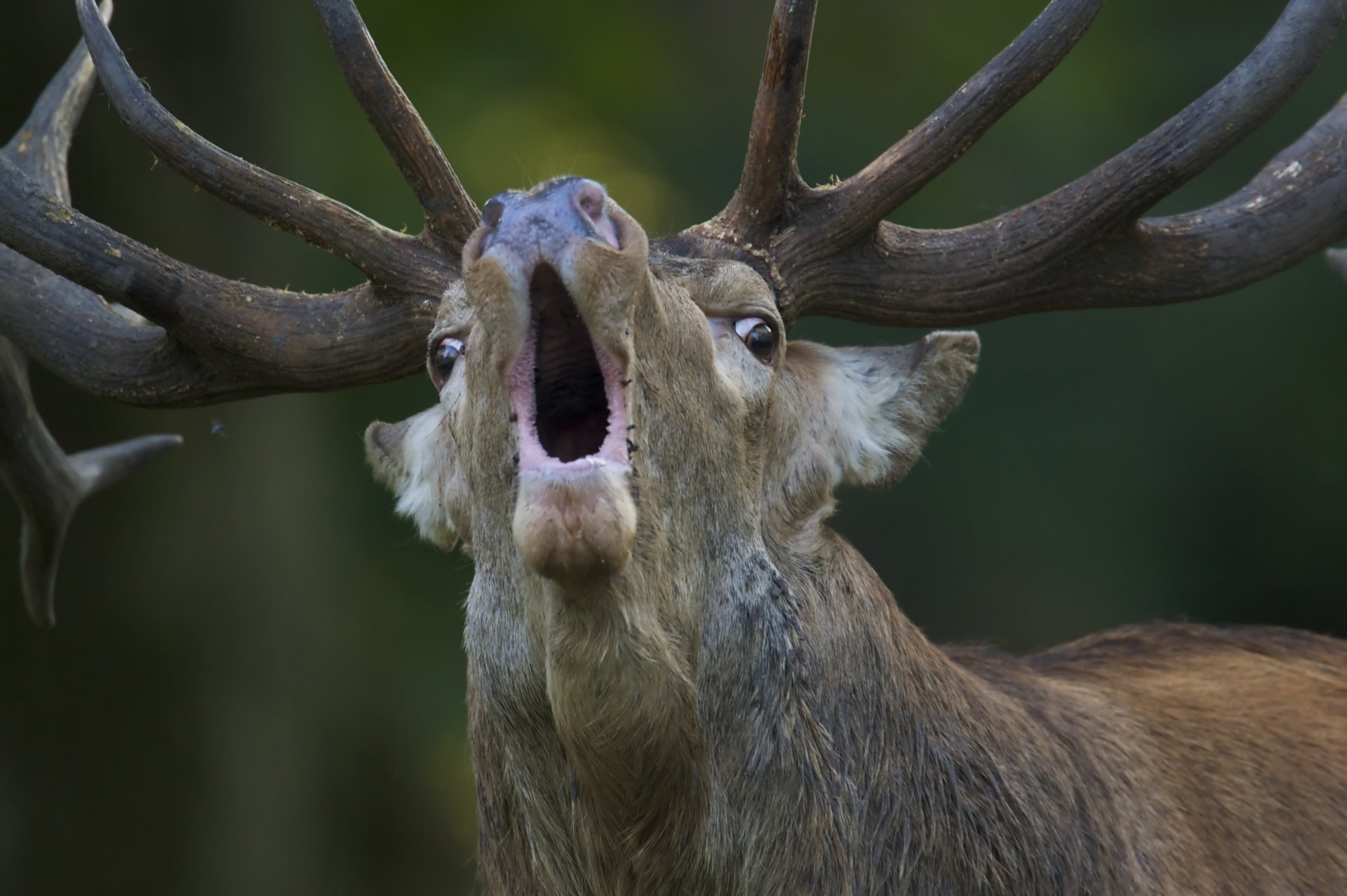 Download Animal Red Deer HD Wallpaper
