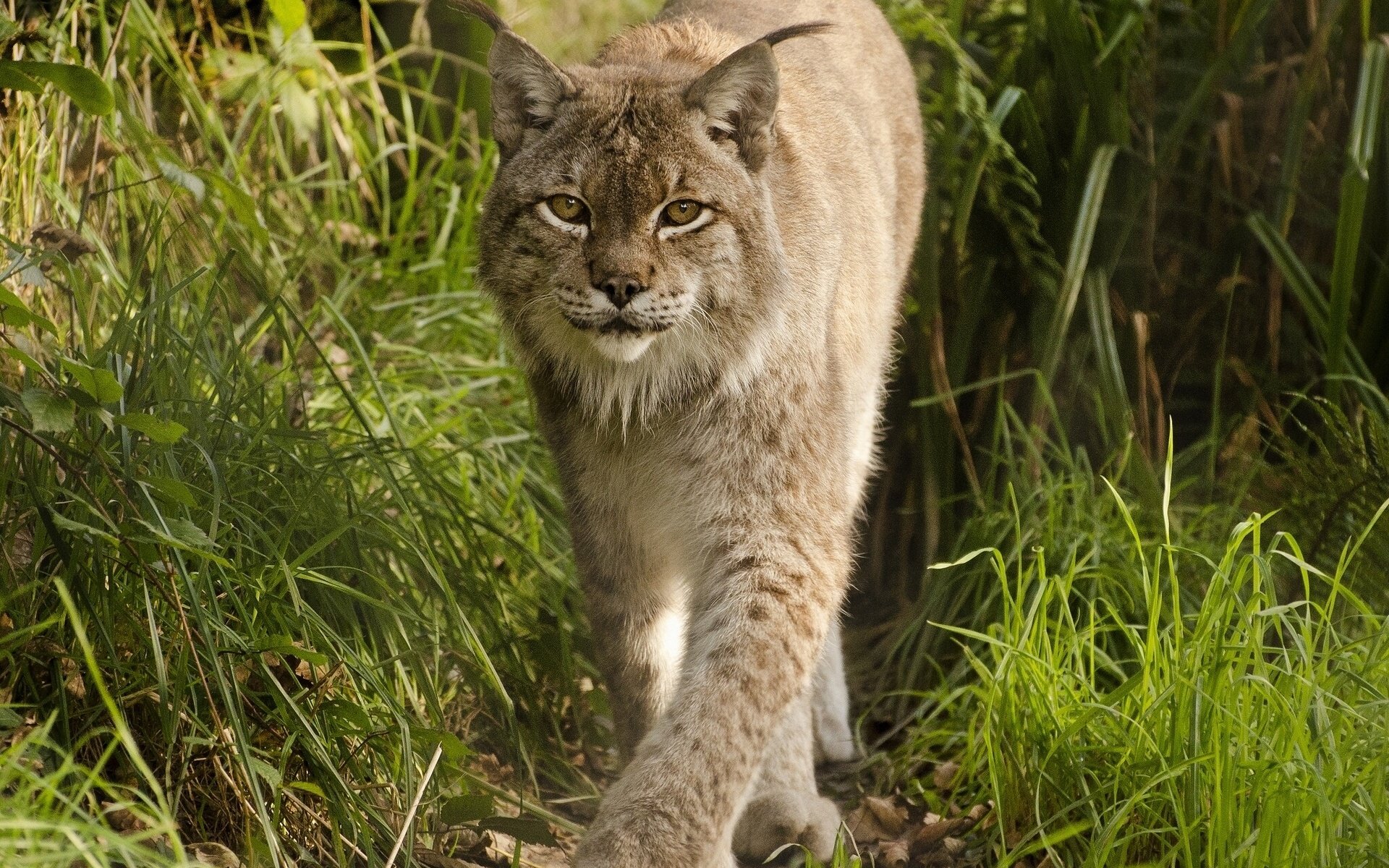 Lynx Majesty: Stunning HD Wildlife Wallpaper | 1920x1200 | Wallpaper Abyss