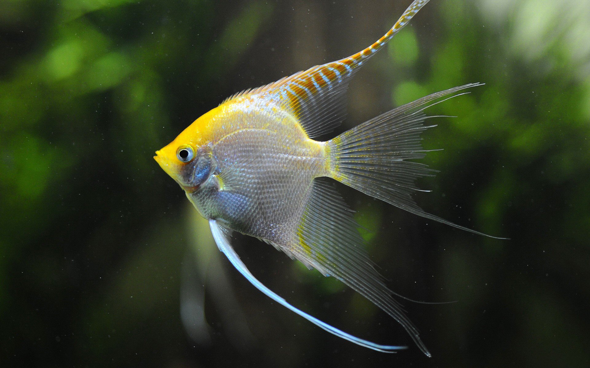 Stunning HD Wallpaper of a Vibrant Tropical Fish | 1920x1200 ...