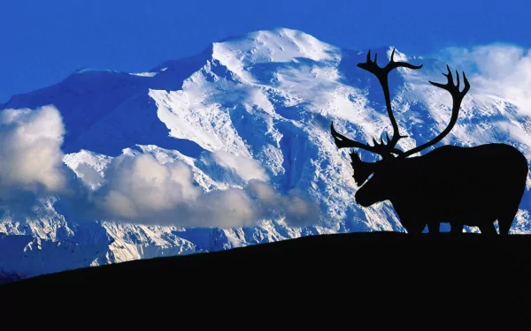 [40+] Elk Wallpapers