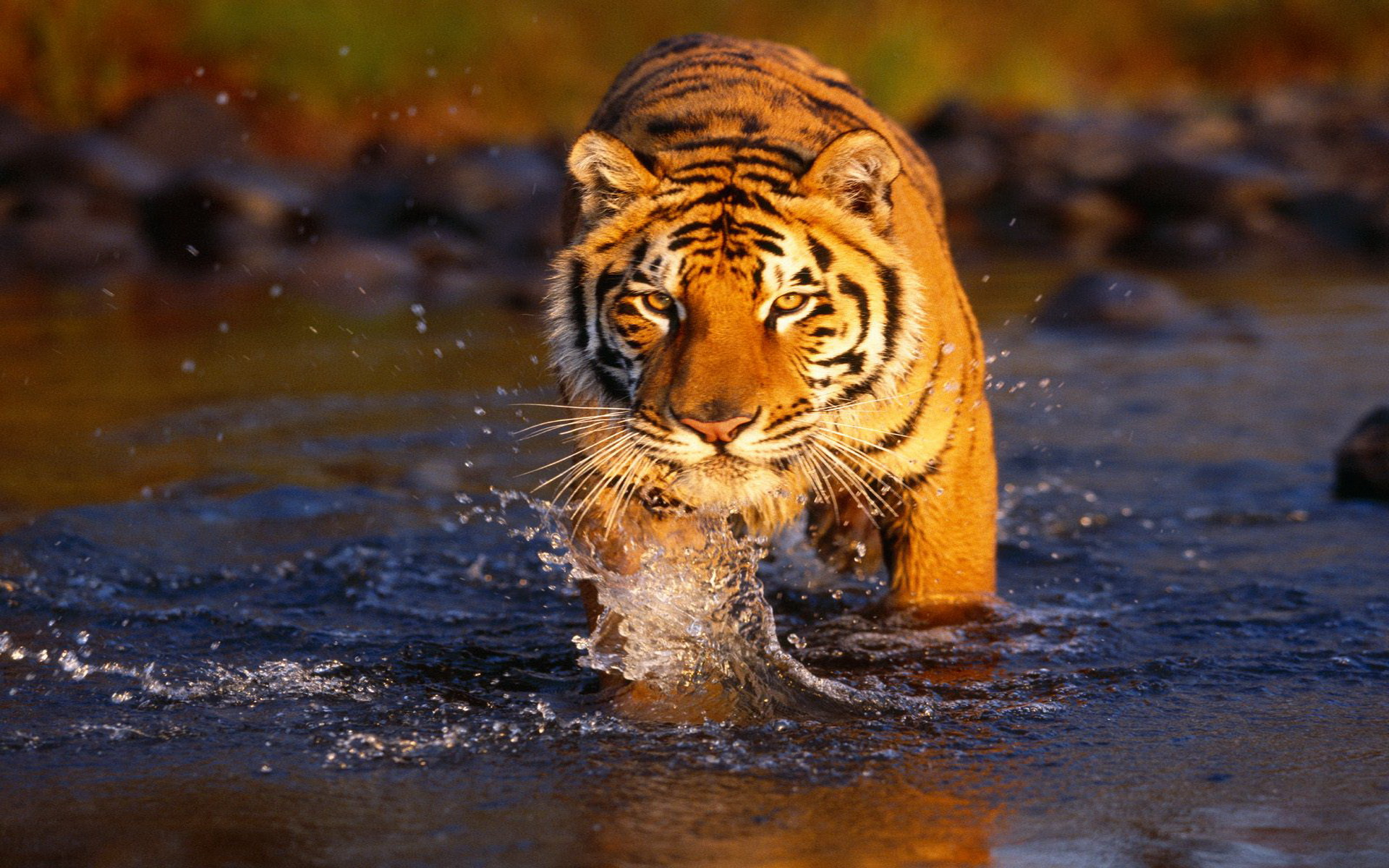 Tiger Running Wallpaper