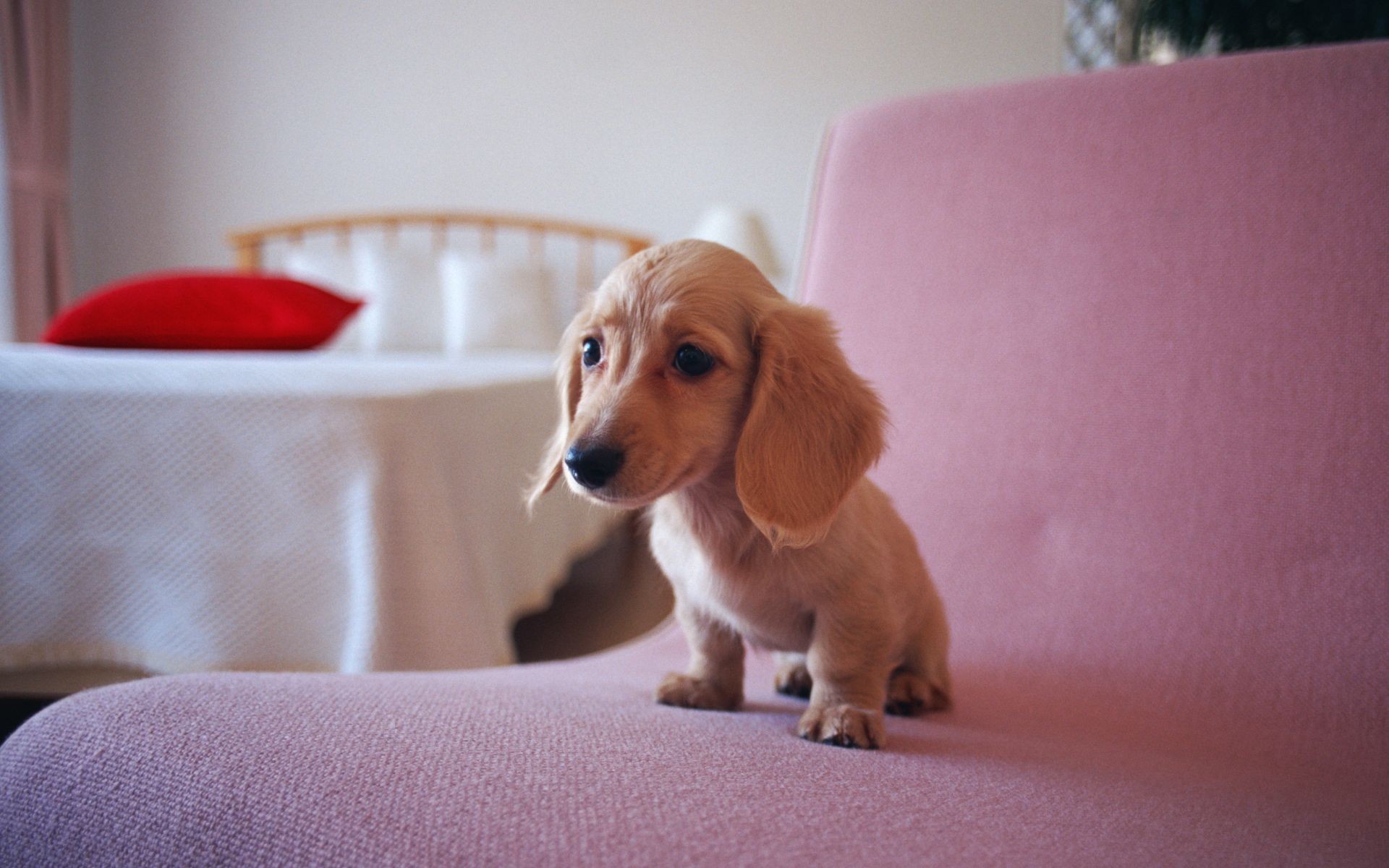 Download Animal Dog HD Wallpaper
