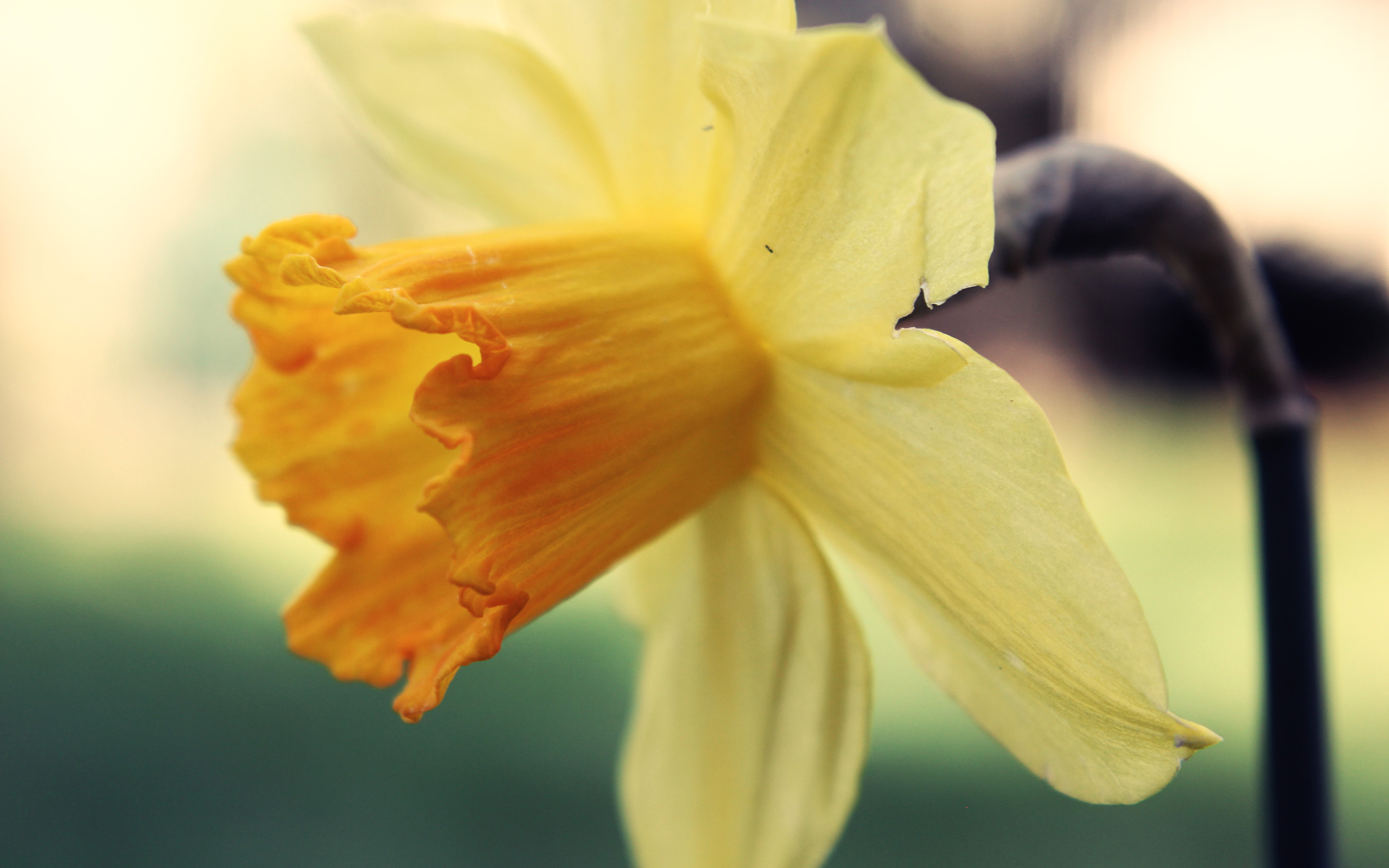 Daffodil HD Wallpaper